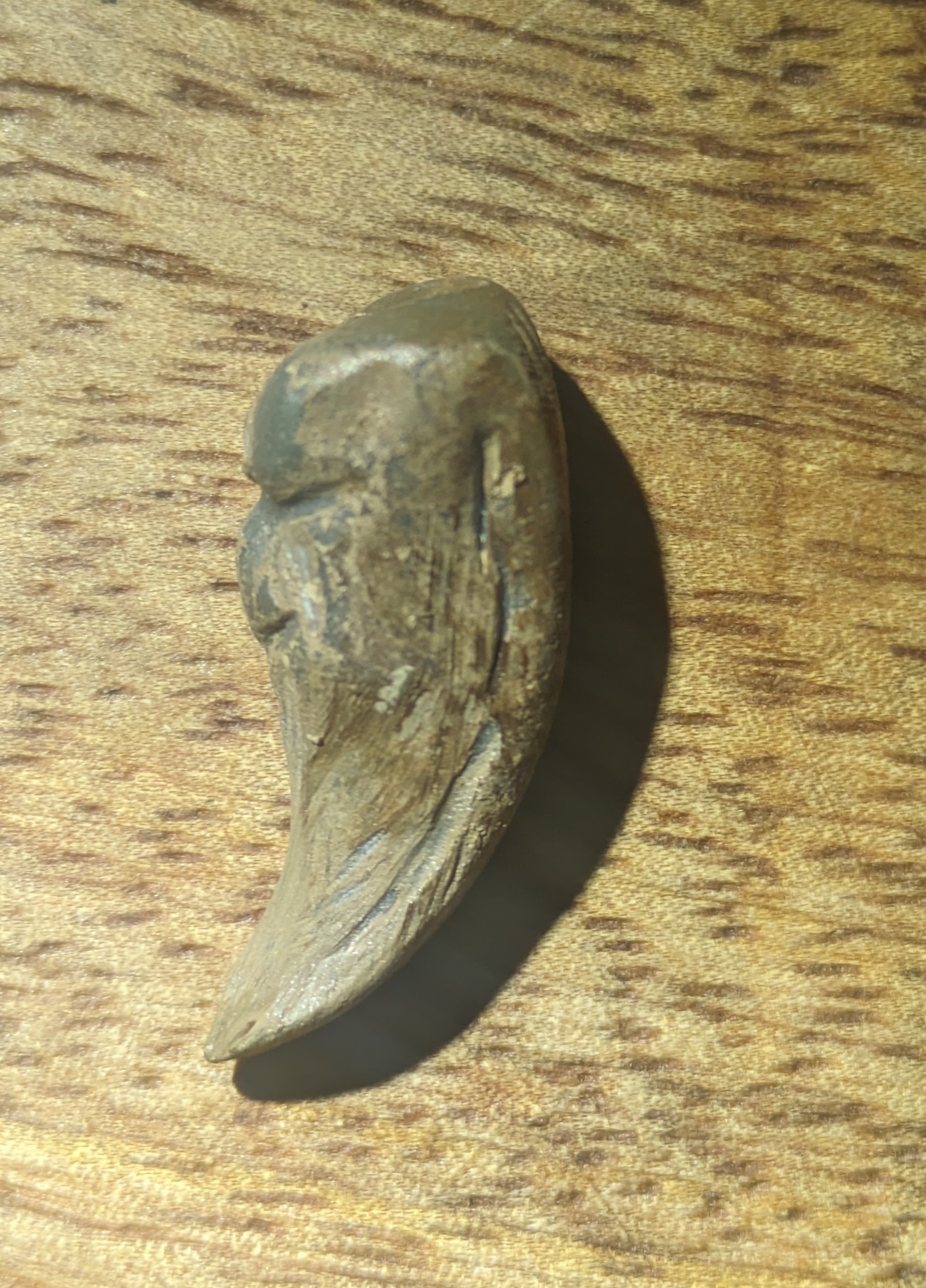 Dimetrodon Finger with Claw - Is It Real? How to Recognize Fossil ...