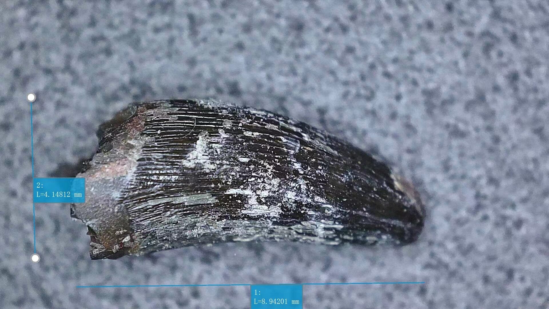 Rhomaleosaurus tooth from southwestern China? - Fossil ID - The Fossil ...