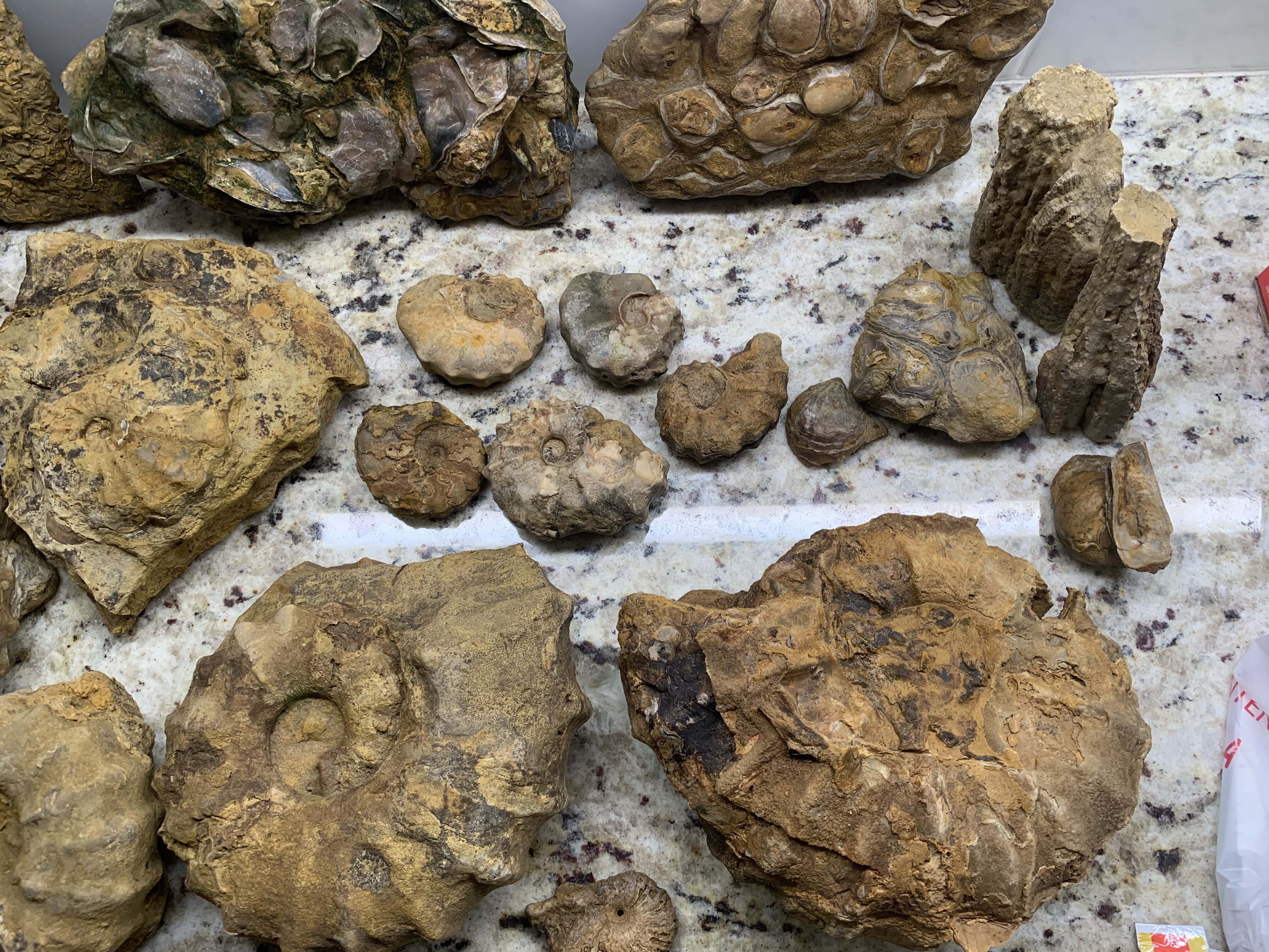 Unreal woodbine expedition today - Fossil Hunting Trips - The Fossil Forum