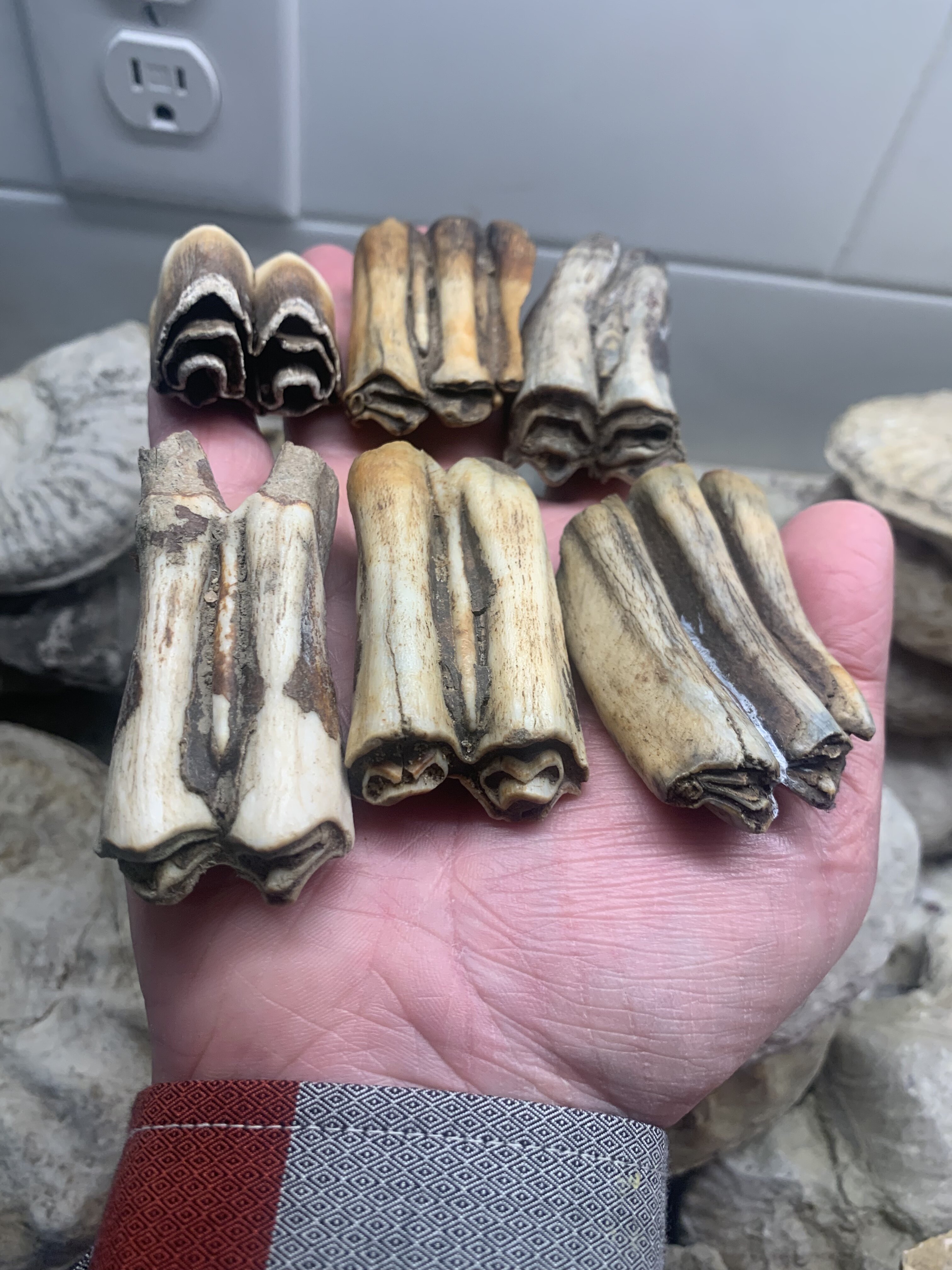Cutting my teeth on teeth identification? - Fossil ID - The Fossil Forum
