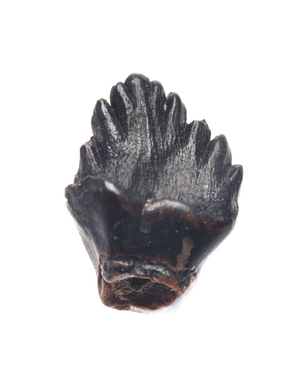 Pachycephalosaurus tooth? - Fossil ID - The Fossil Forum