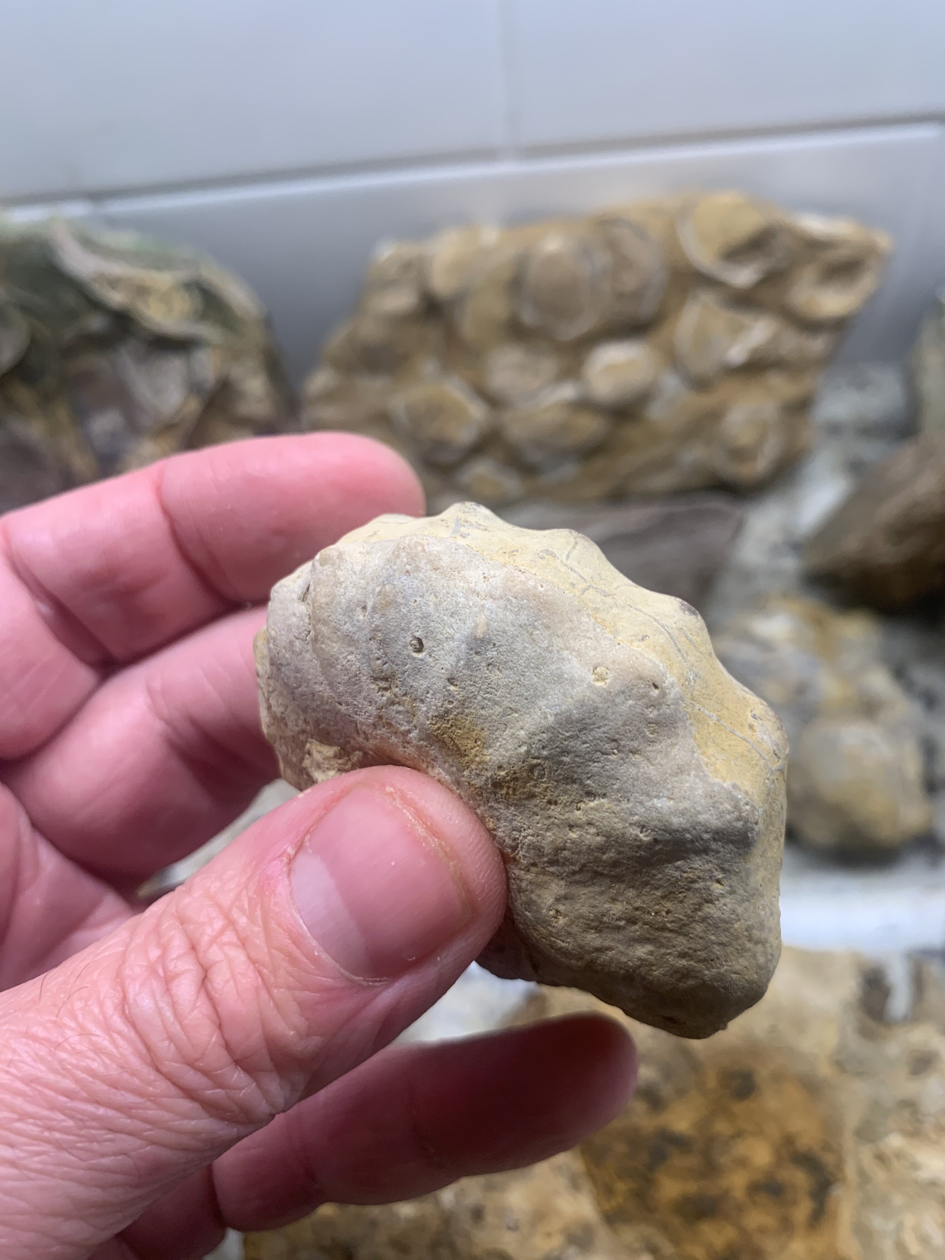 Unreal woodbine expedition today - Fossil Hunting Trips - The Fossil Forum
