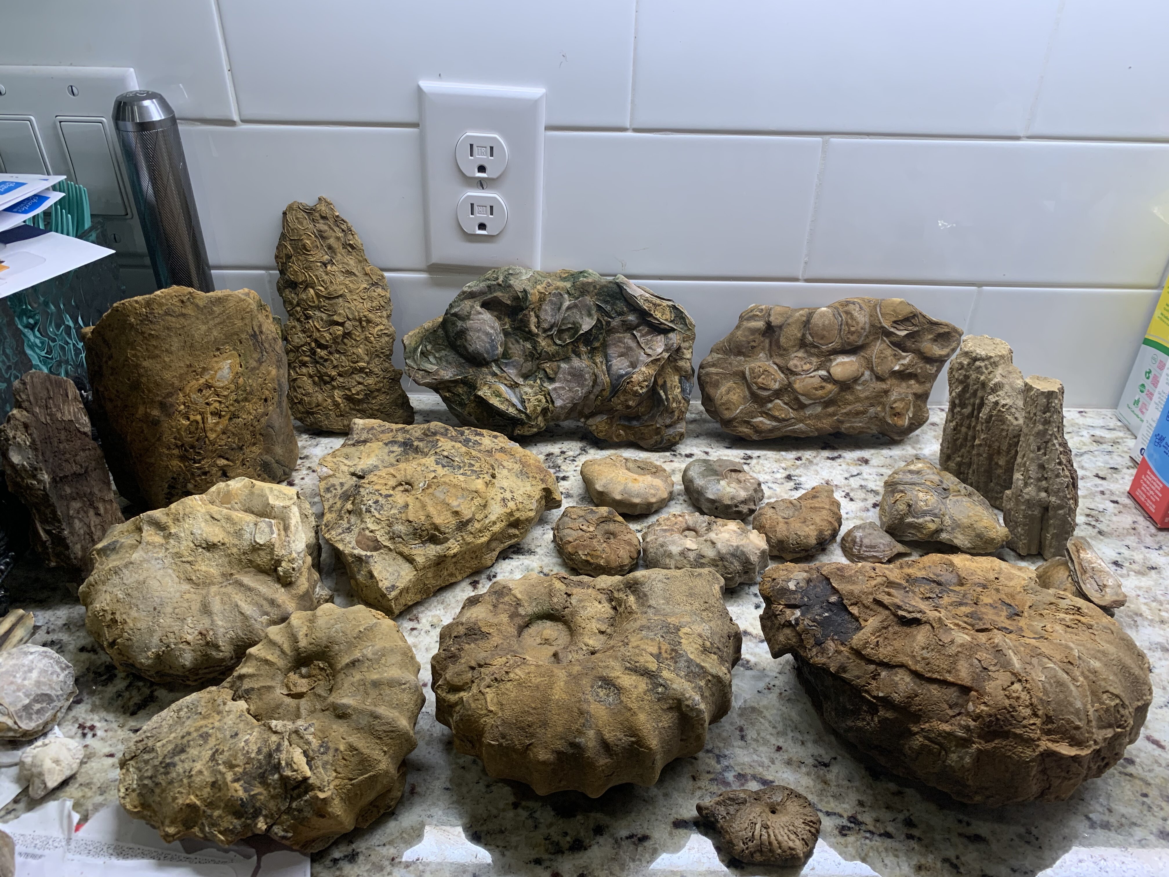 Unreal woodbine expedition today - Fossil Hunting Trips - The Fossil Forum