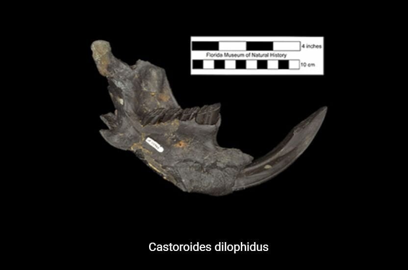 Before chasing a Kingfisher - Fossil ID - The Fossil Forum