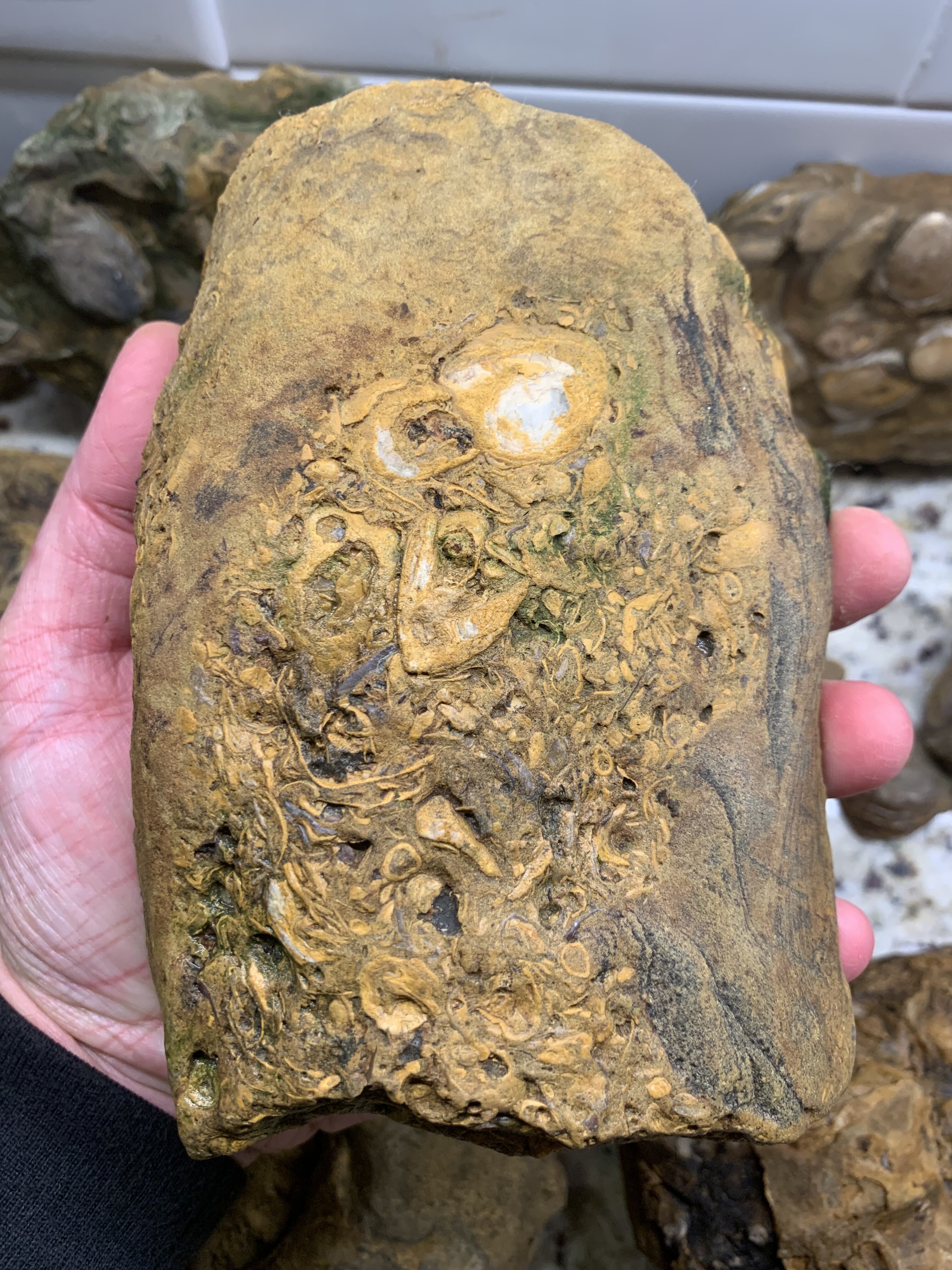 Unreal woodbine expedition today - Fossil Hunting Trips - The Fossil Forum