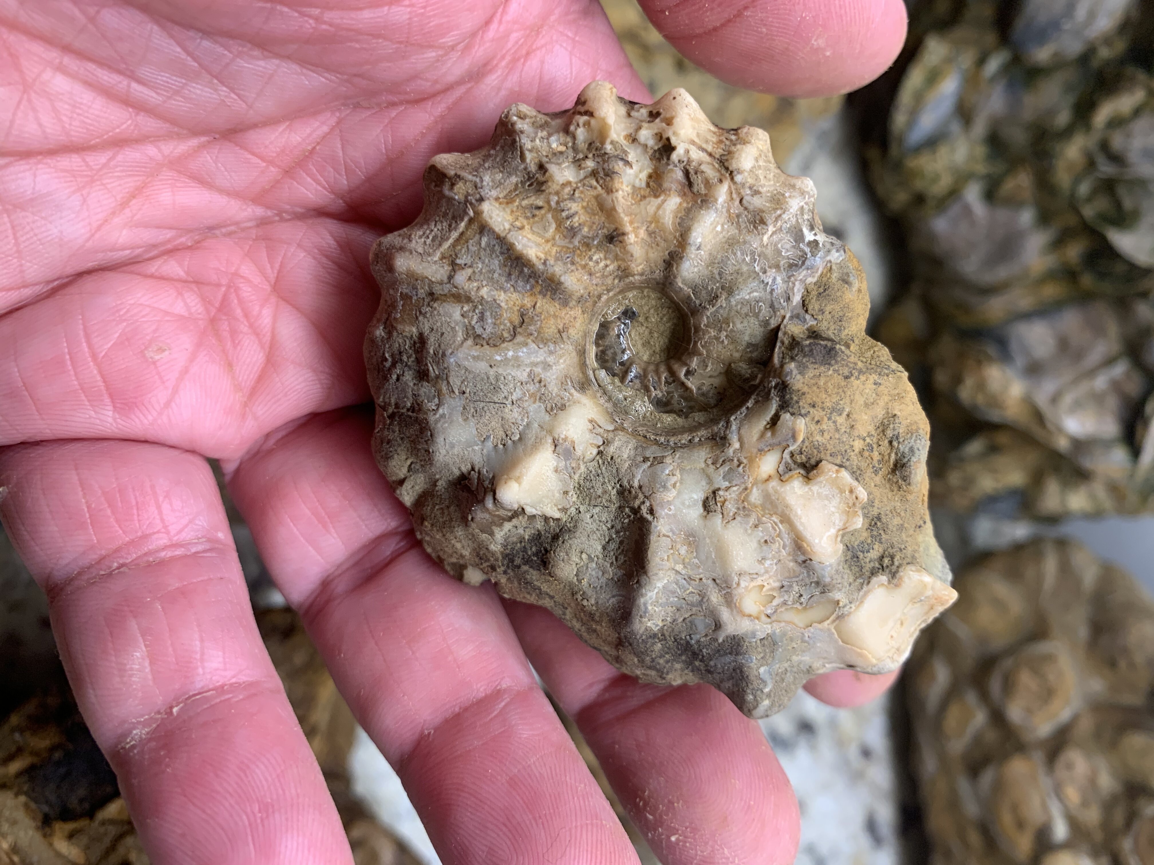Unreal woodbine expedition today - Fossil Hunting Trips - The Fossil Forum