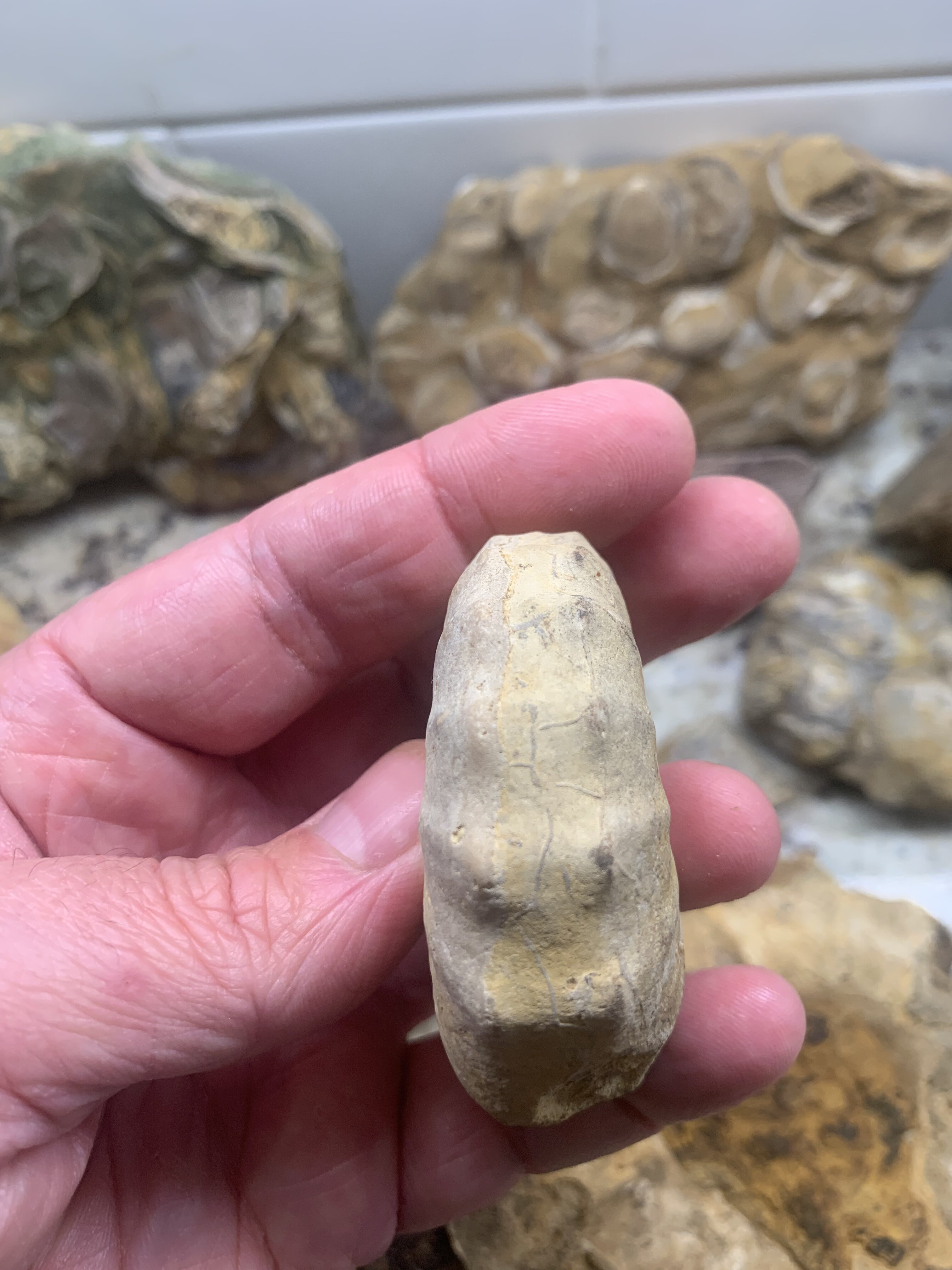 Unreal woodbine expedition today - Fossil Hunting Trips - The Fossil Forum
