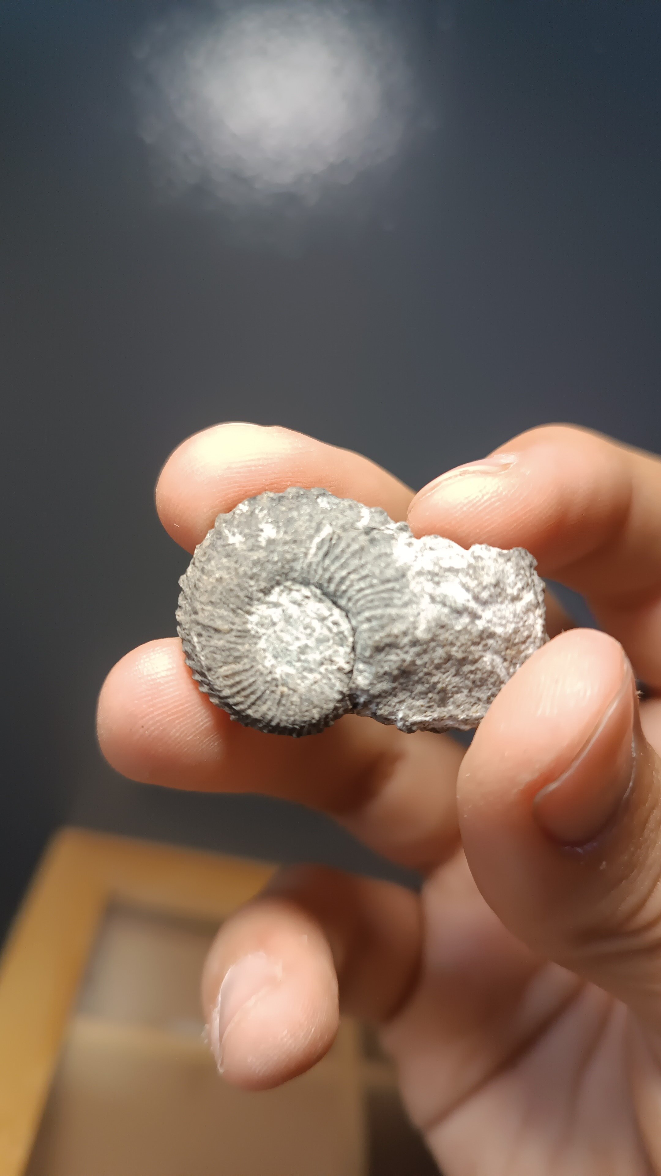 Messed up :( - Fossil Preparation - The Fossil Forum