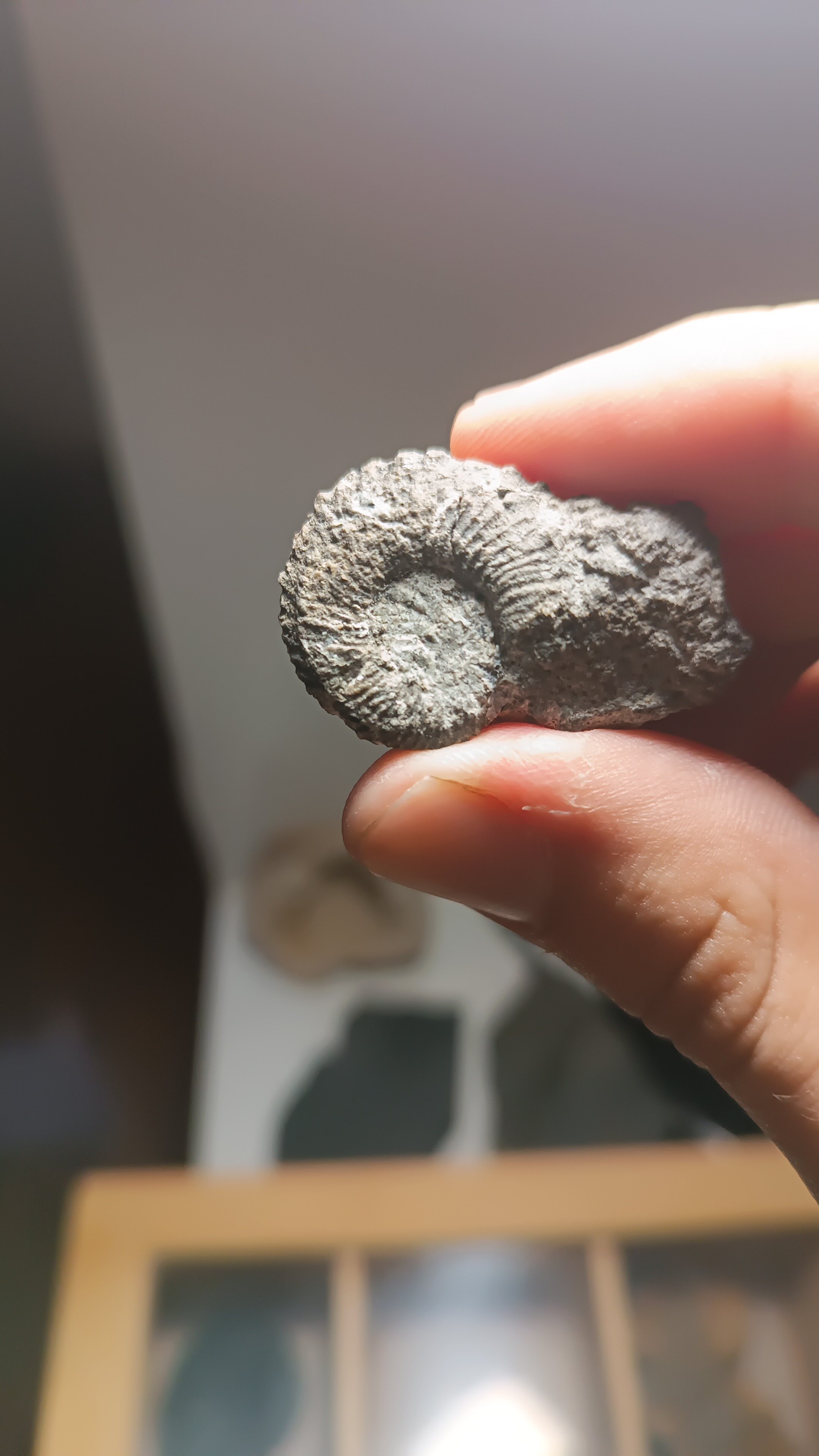 Messed up :( - Fossil Preparation - The Fossil Forum