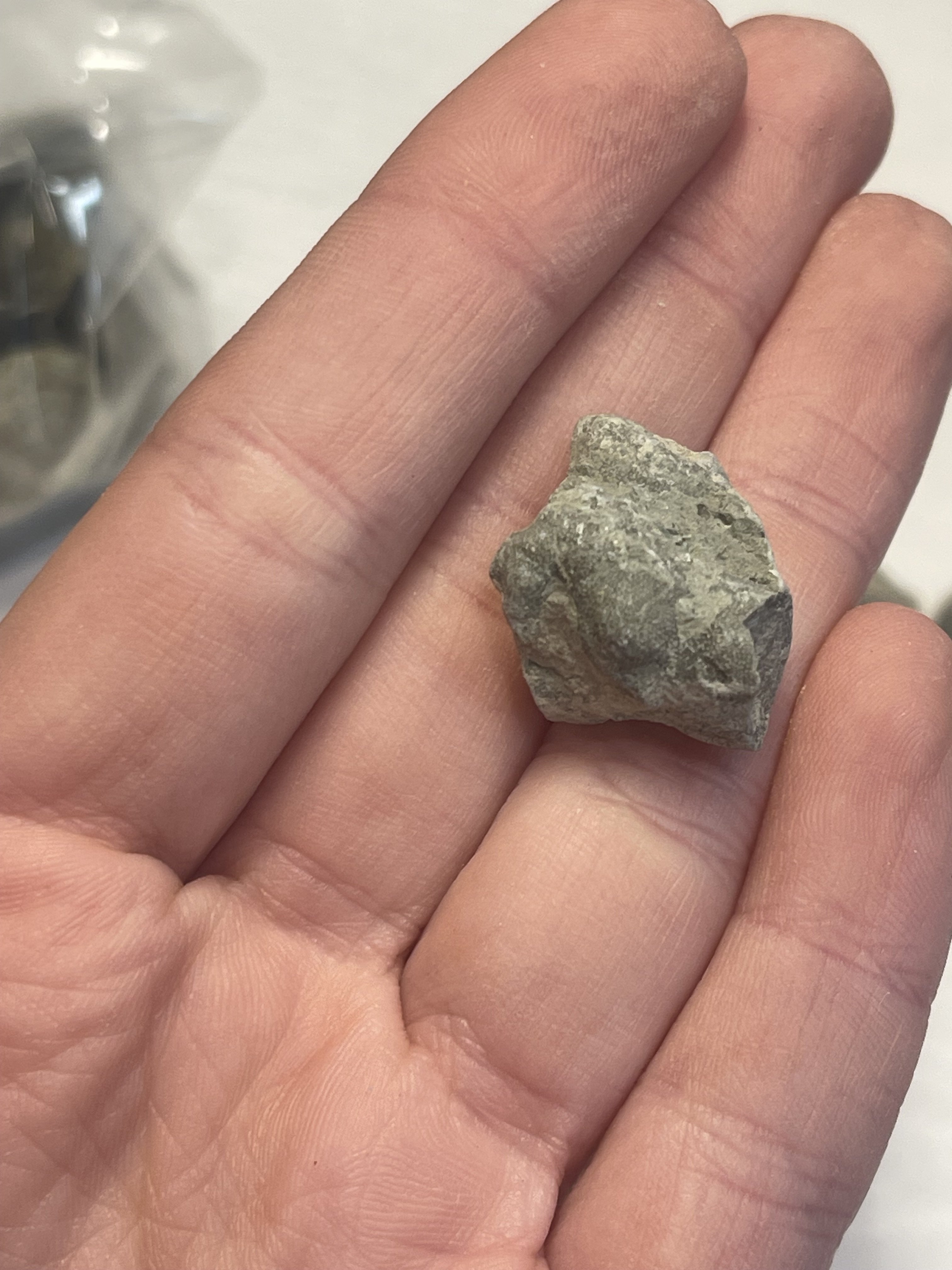 Identifications of the Ross Formation - Fossil ID - The Fossil Forum