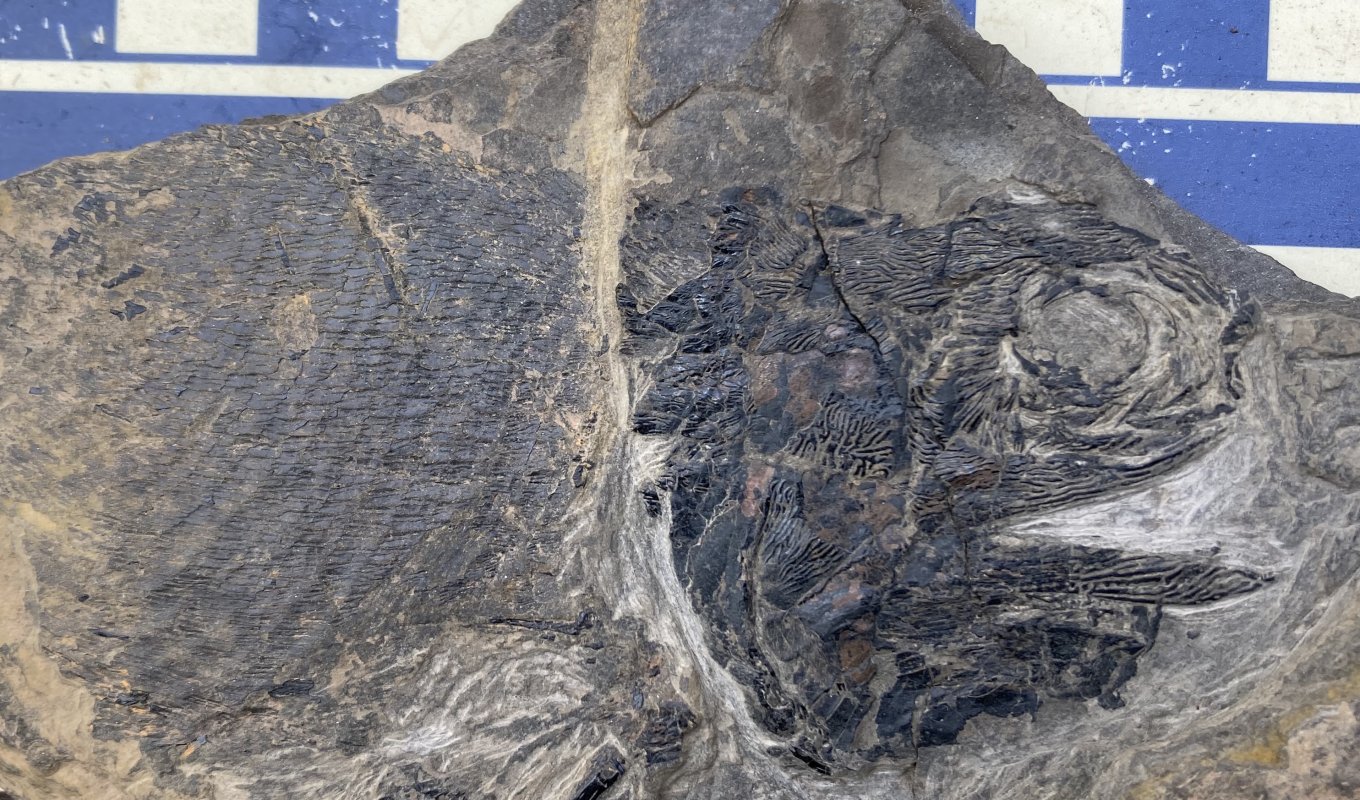 End Triassic Extinction Event in the Hartford Basin, CT - Fossil ...