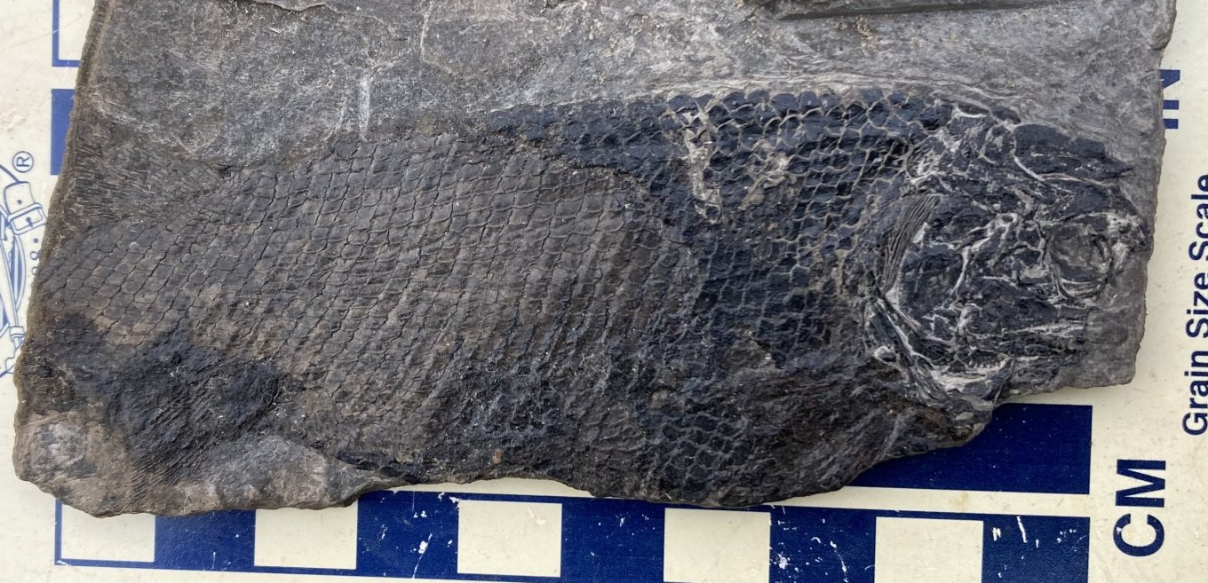 End Triassic Extinction Event in the Hartford Basin, CT - Fossil ...