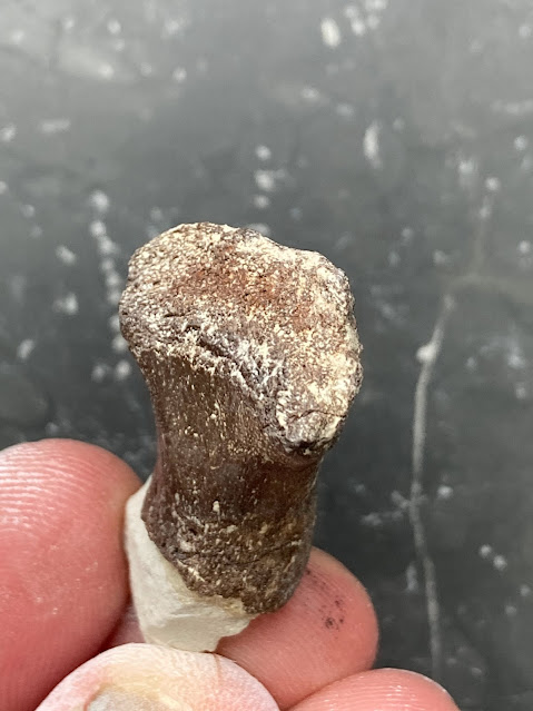 possible Ichthyosaur bone form the cenomanian chalk of France. - Fossil ...