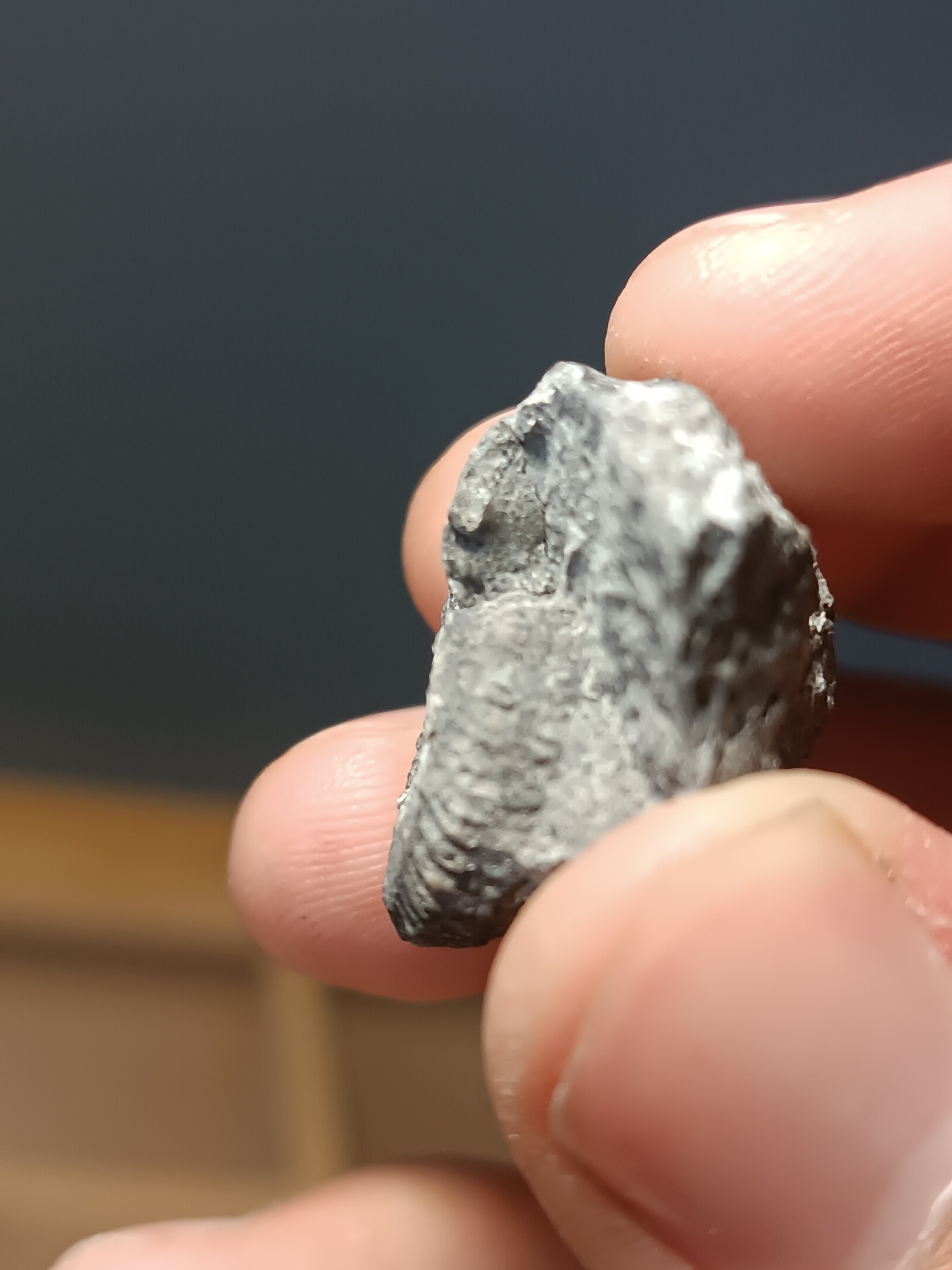 Messed up :( - Fossil Preparation - The Fossil Forum
