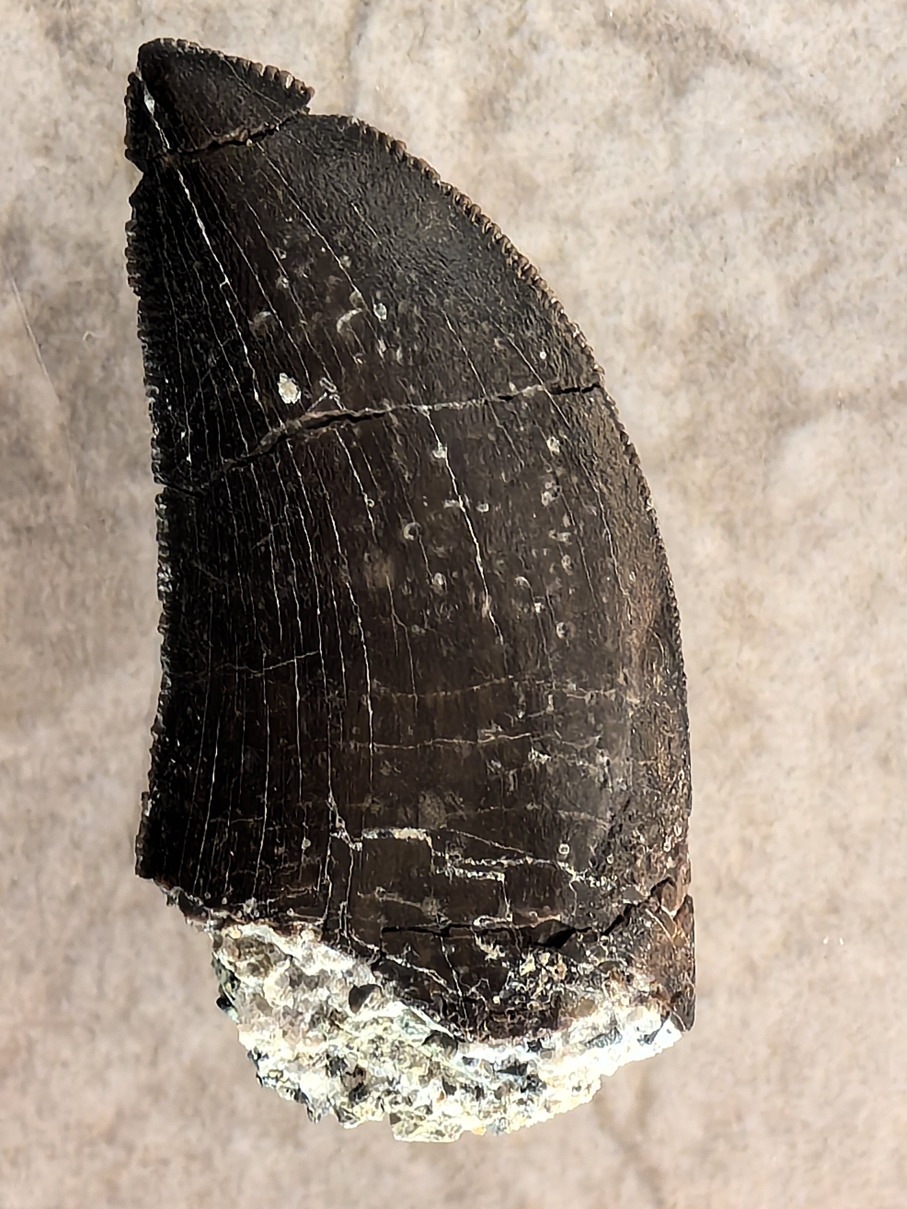 Morrison theropod tooth - Fossil ID - The Fossil Forum