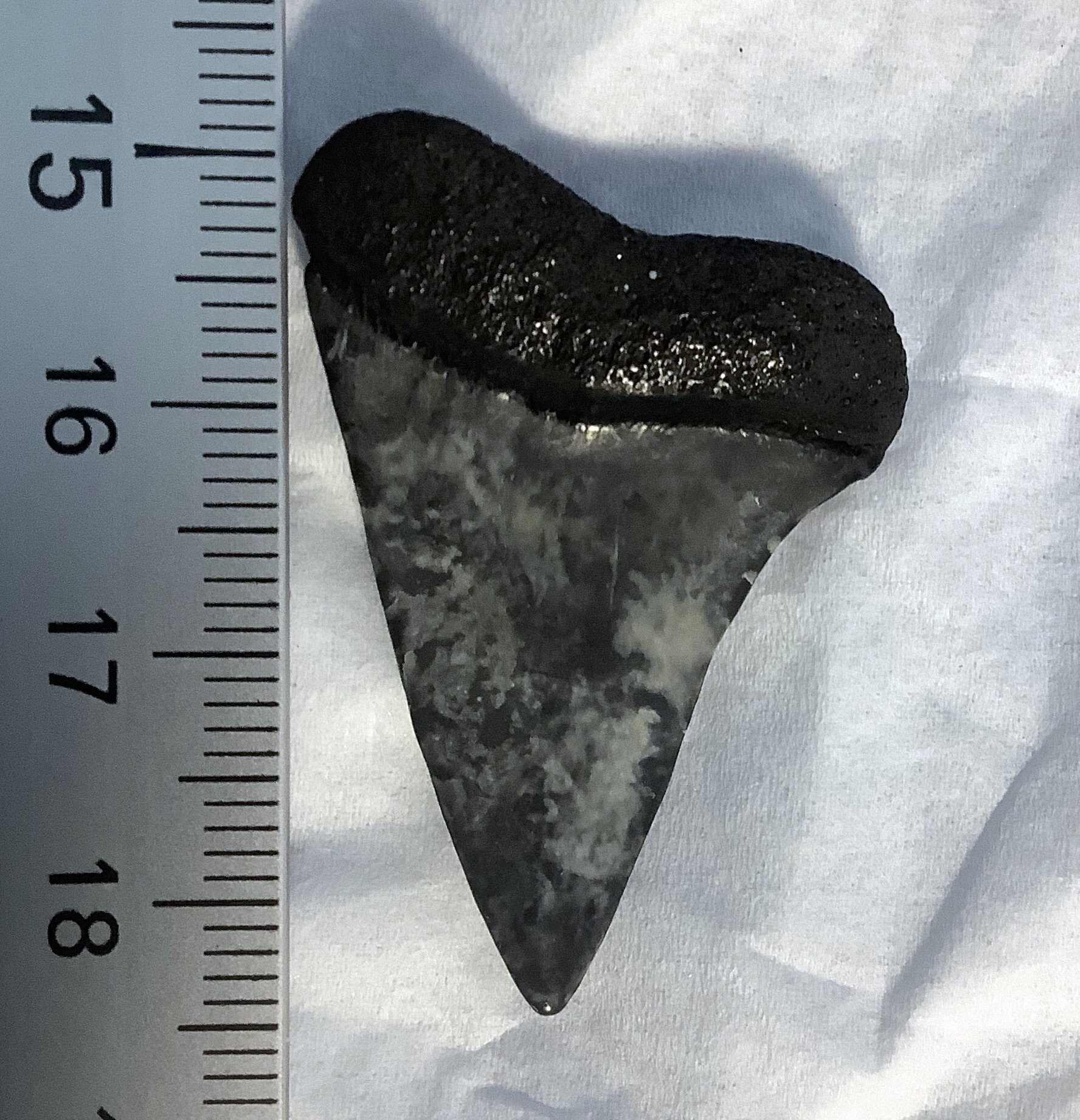 Shark Tooth Find, Venice Beach, Florida - Fossil ID - The Fossil Forum