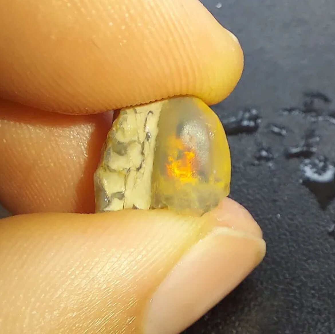 Possible Opalized Mammal Tooth from Lighting Ridge? - Fossil ID - The ...