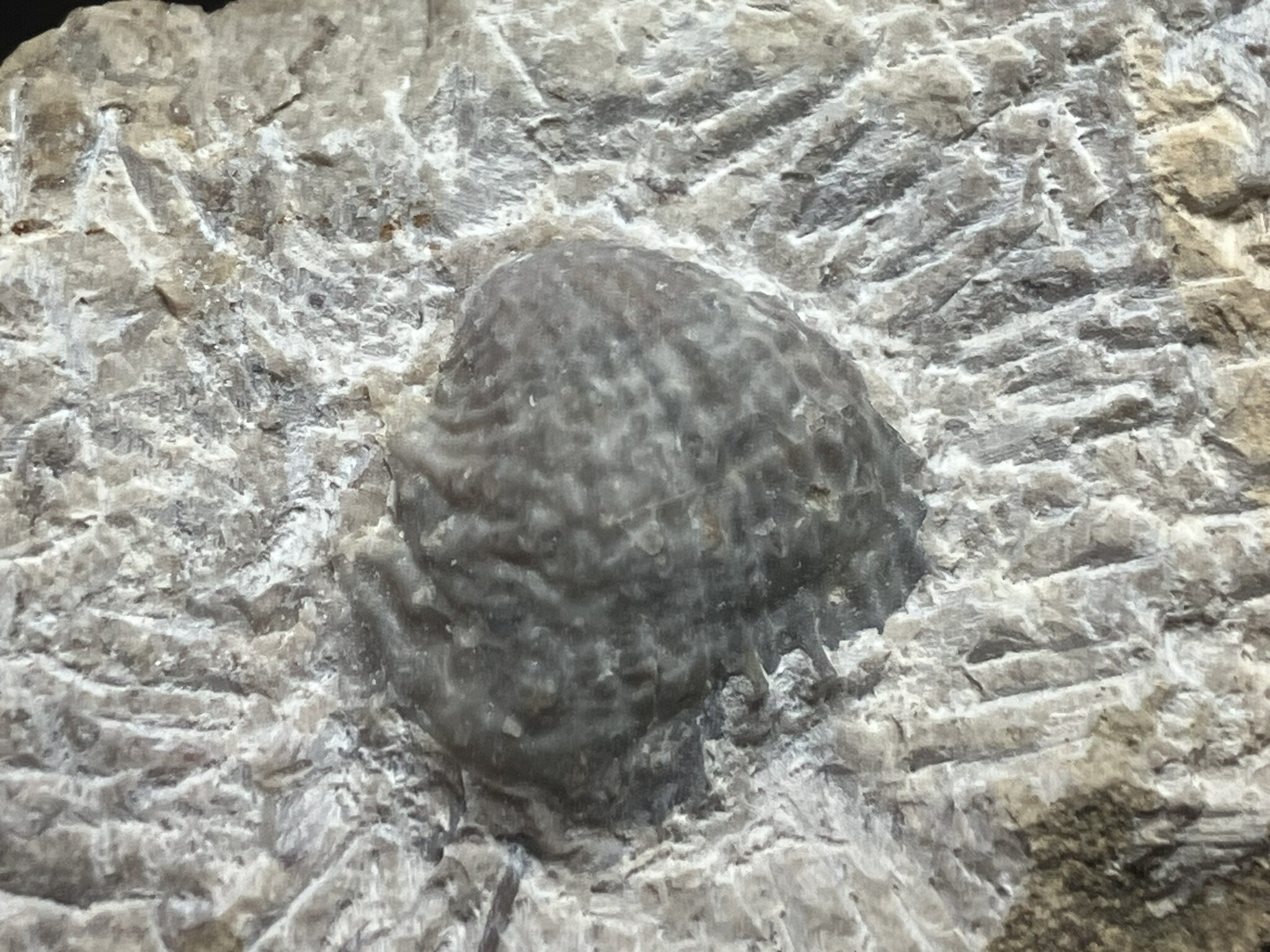 Beginner's first prep experience; a small Brachipod preparation ...