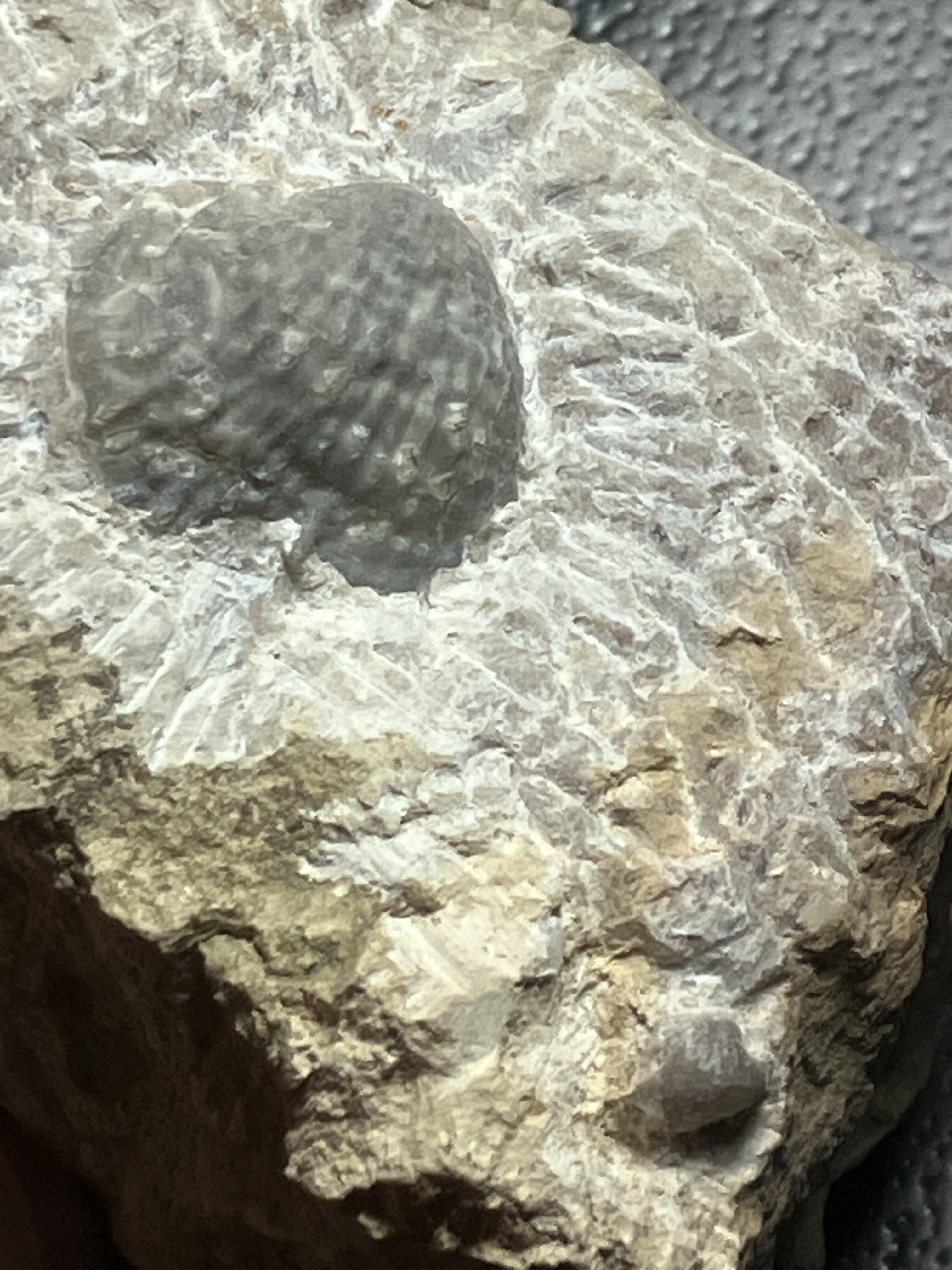 Beginner's first prep experience; a small Brachipod preparation ...