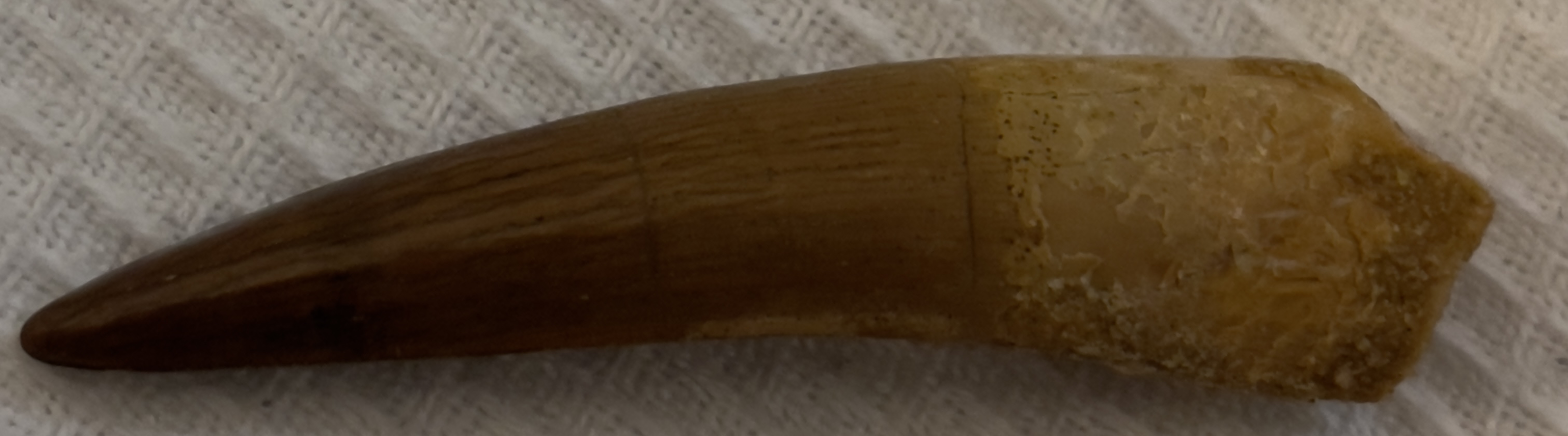 Authenticity of spino tooth?! - Is It Real? How to Recognize Fossil ...