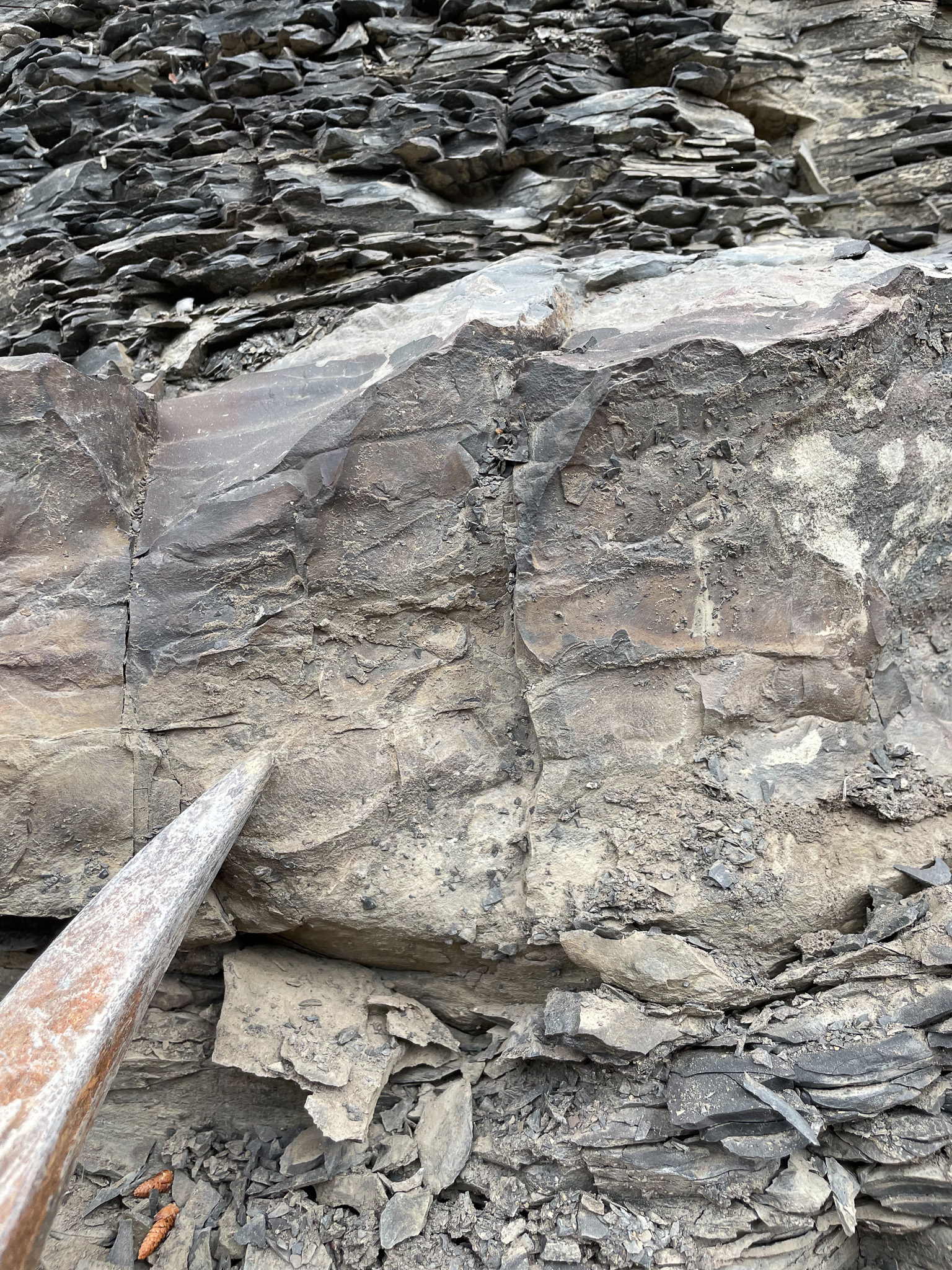 Collecting Middle Triassic fish near Sydney - Fossil Hunting Trips ...