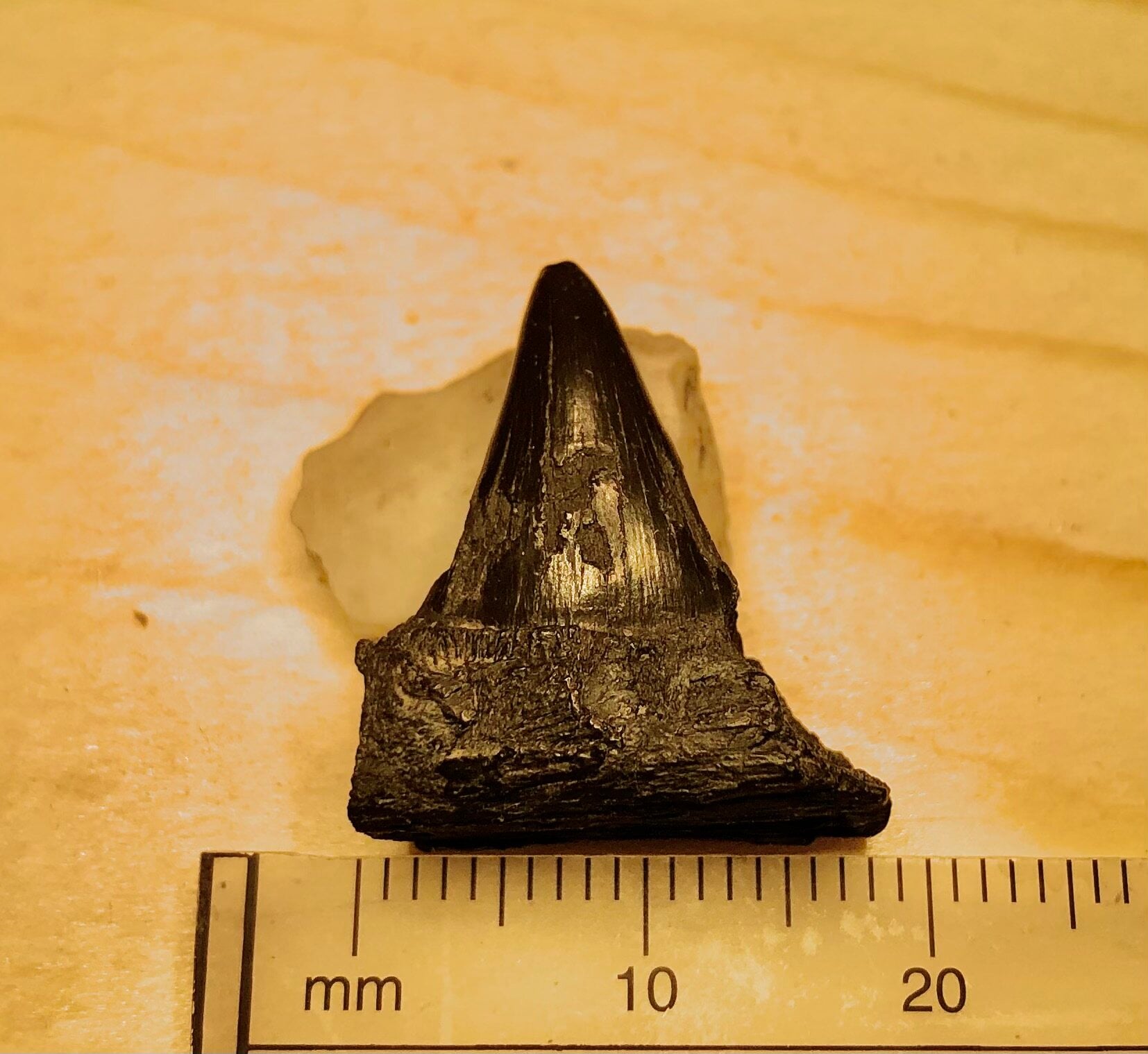 Tooth identification - Fossil ID - The Fossil Forum