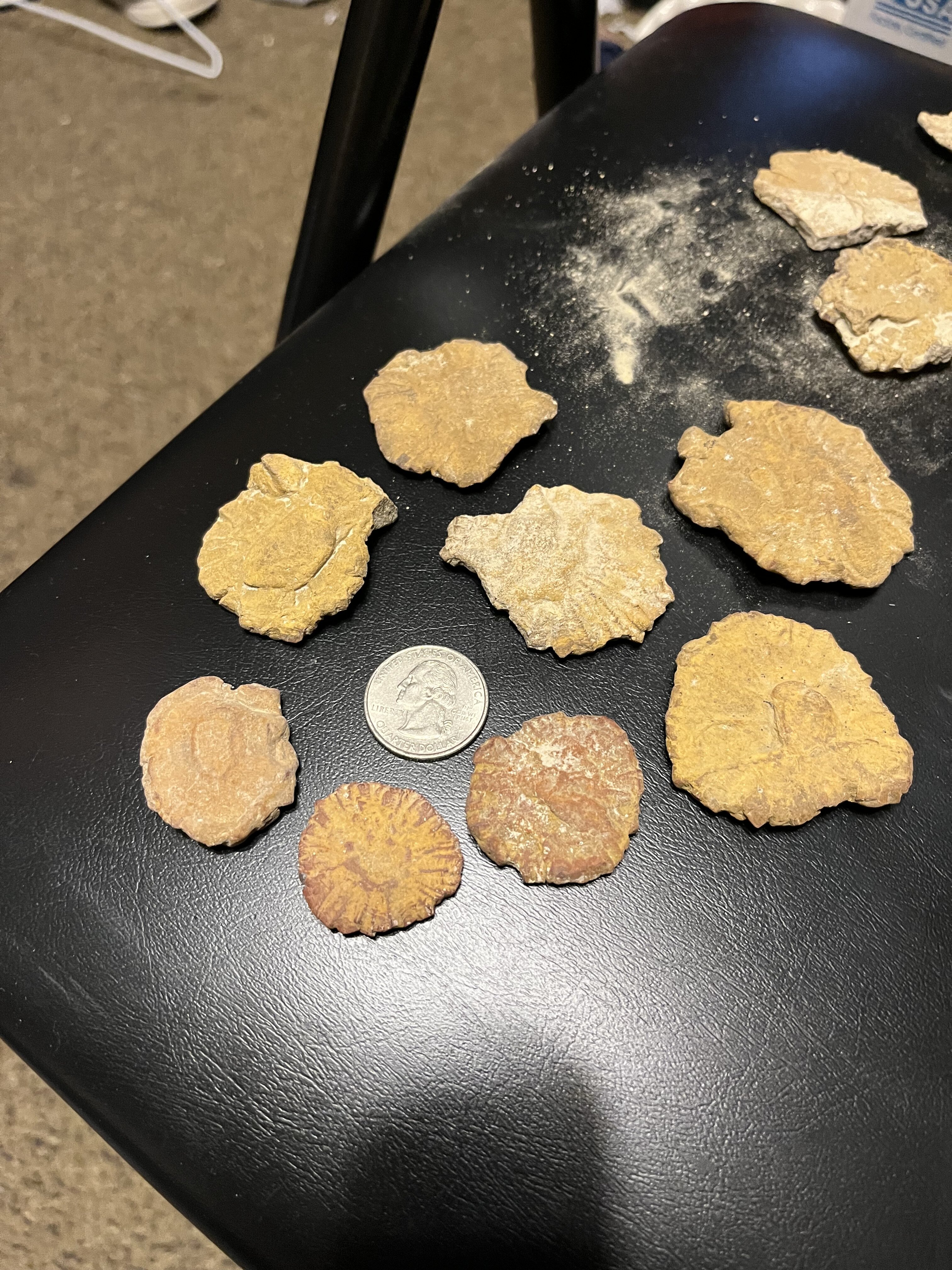 Texas San Angelo Mushroom Fossil - Fossil ID - The Fossil Forum