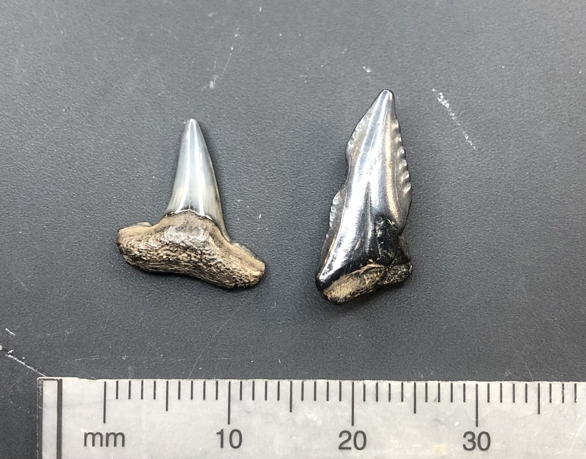 Tooth identification - Fossil ID - The Fossil Forum