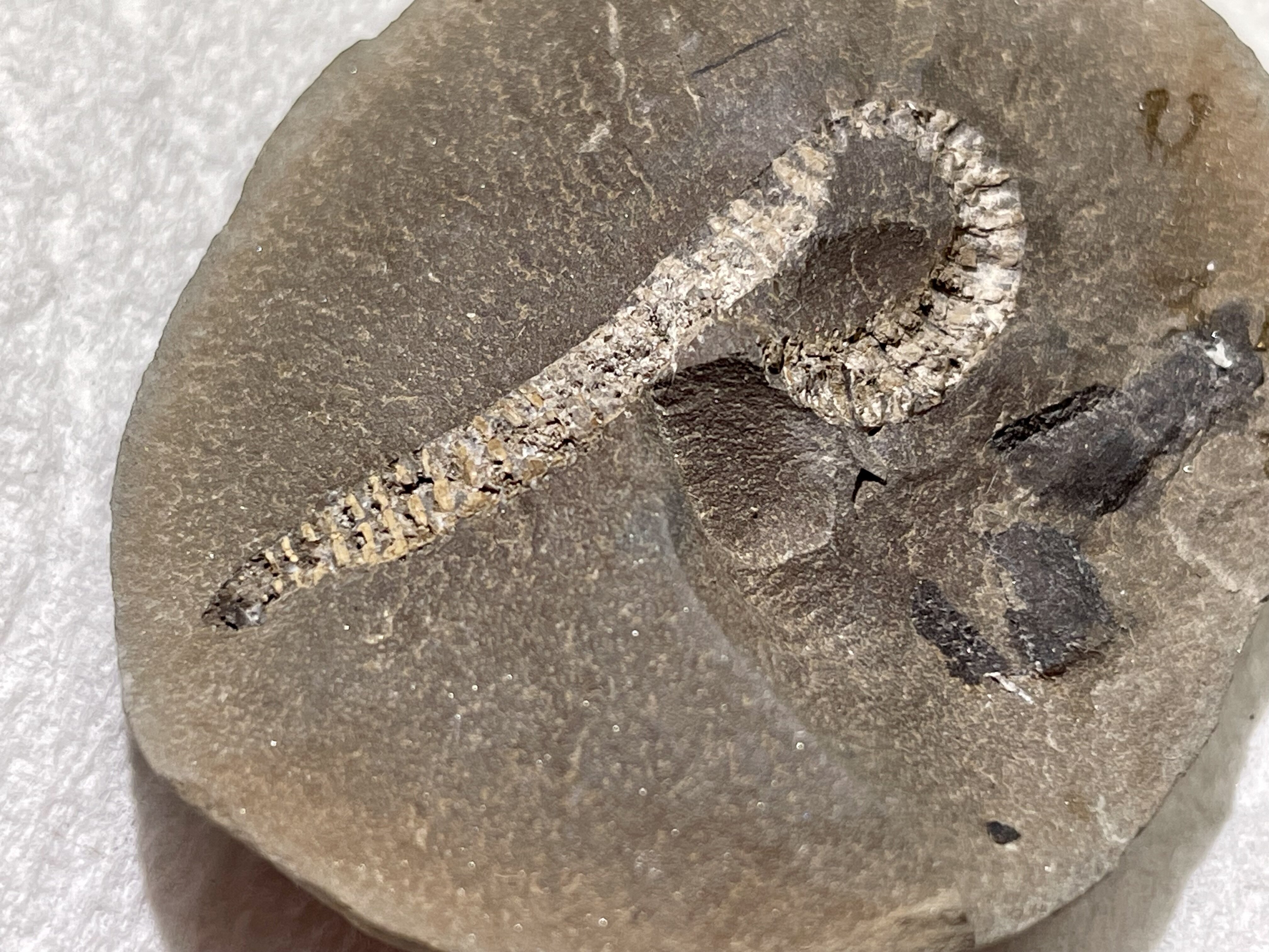 Mazon Creek Millipede? Worm? - Fossil ID - The Fossil Forum