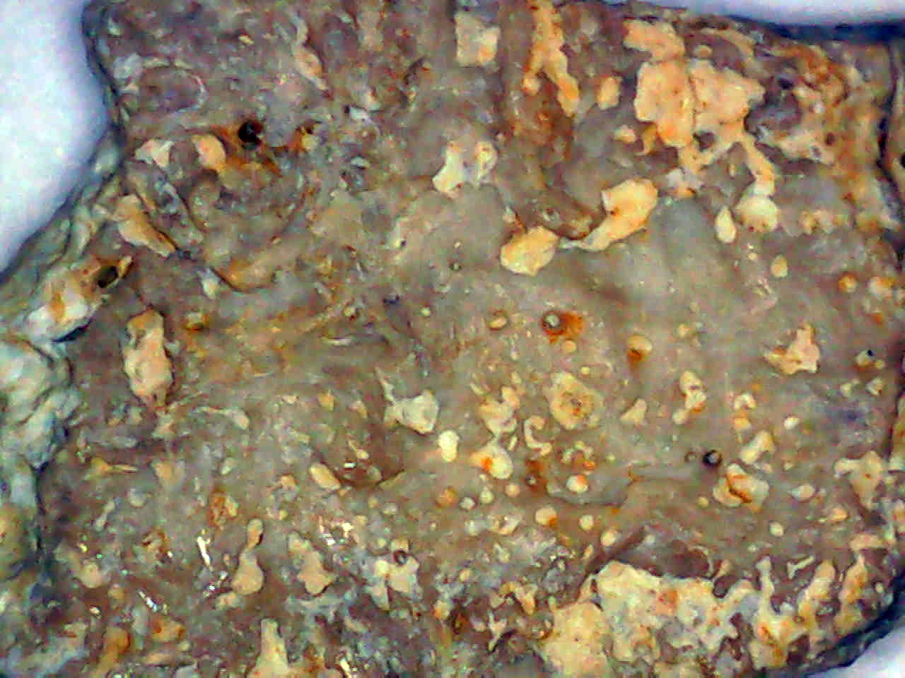 Basking shark tooth(?) and a fish jaw(?) found in midra shale formation ...