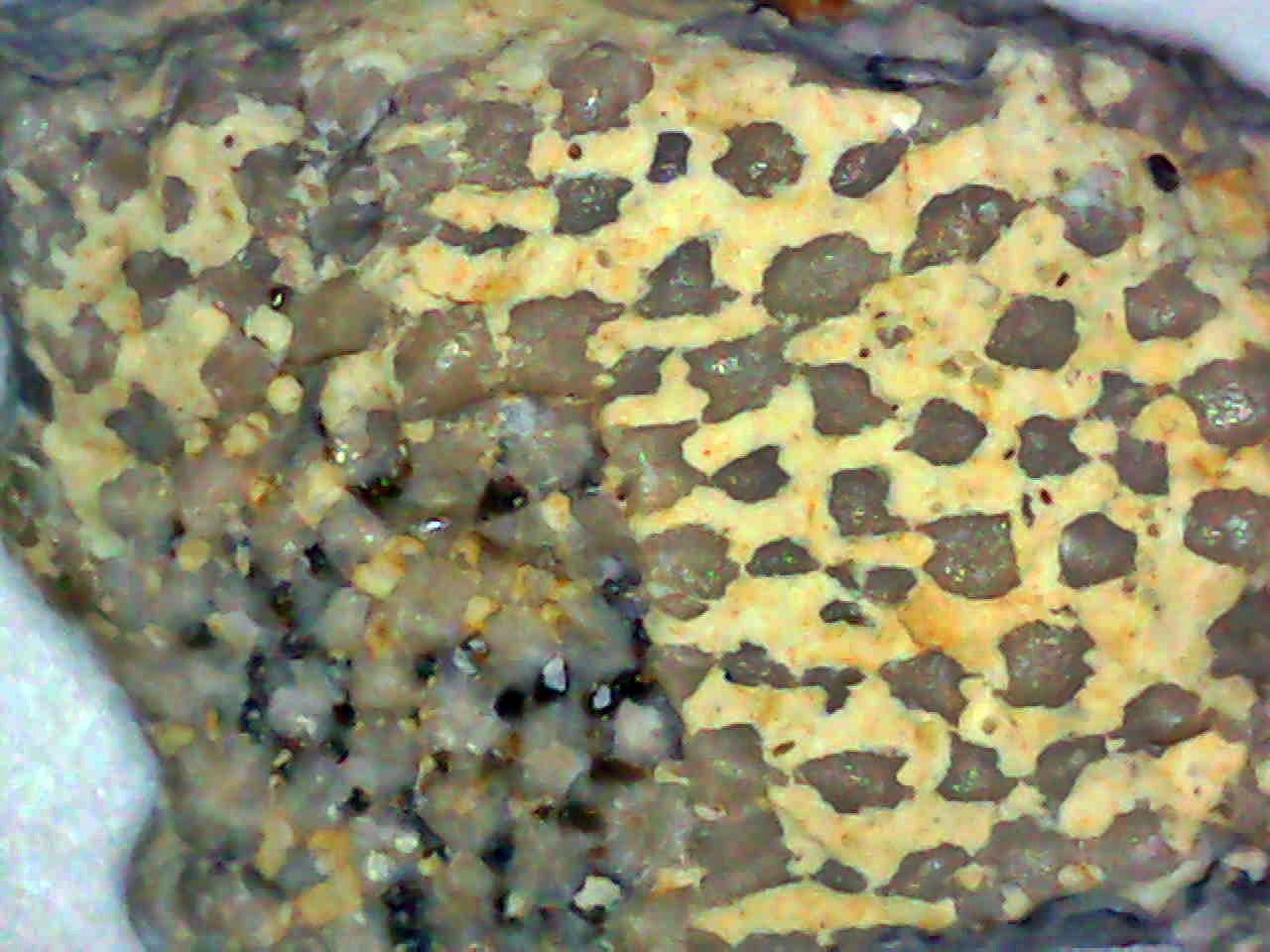 Basking shark tooth(?) and a fish jaw(?) found in midra shale formation ...