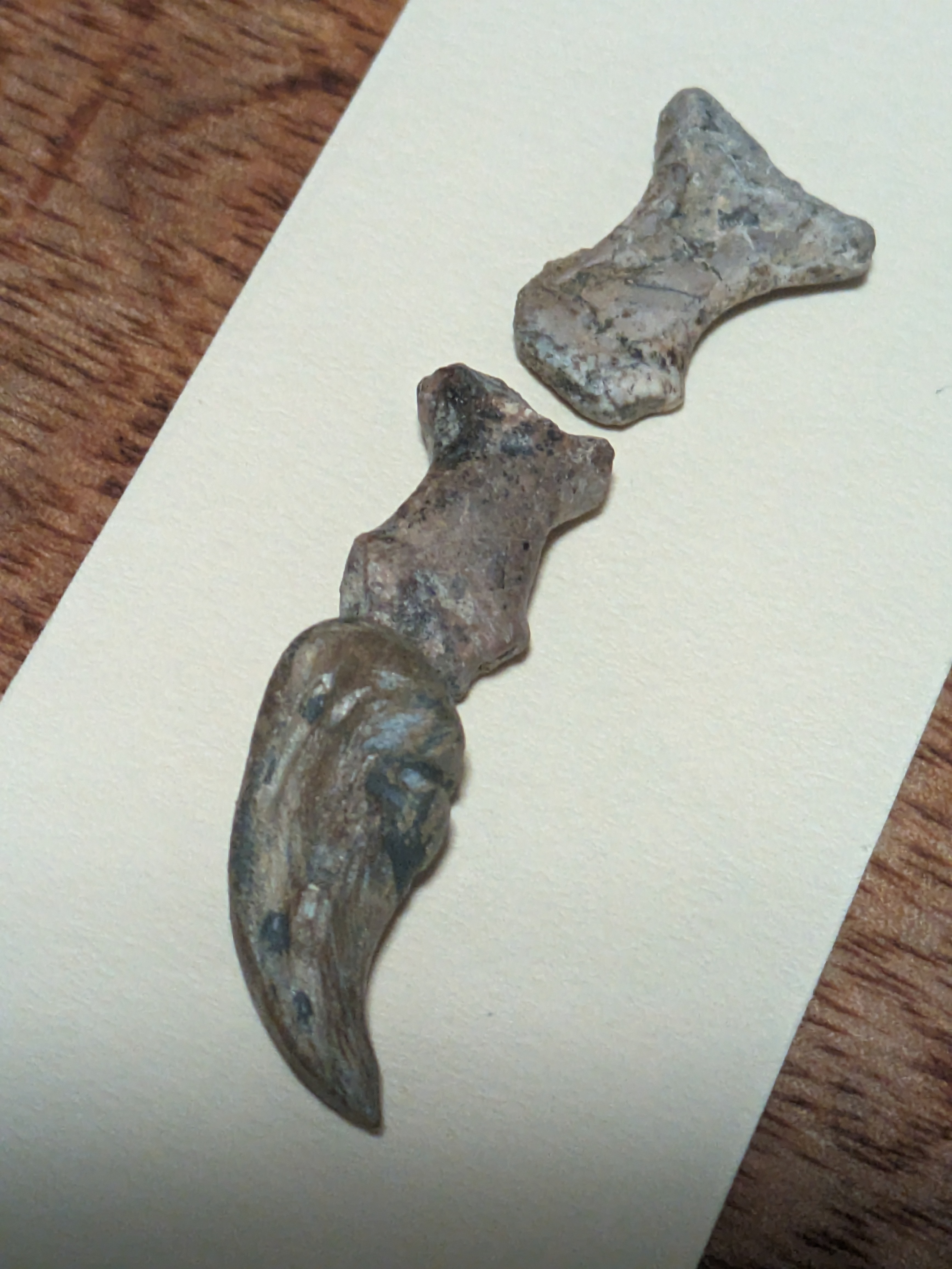 Dimetrodon Finger with Claw - Is It Real? How to Recognize Fossil ...