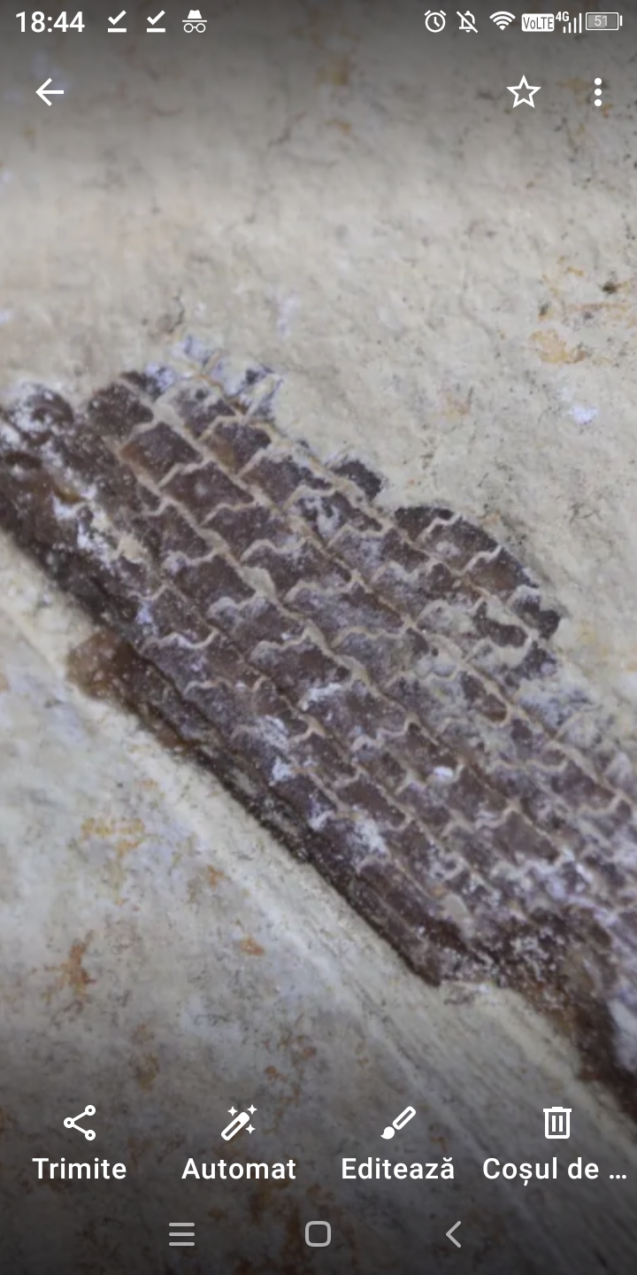 What is this? - Fossil ID - The Fossil Forum