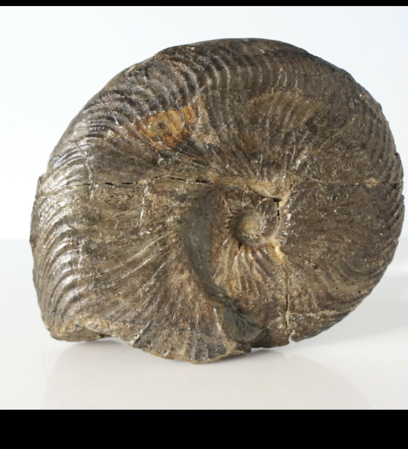 Topanga Ammonite? - Fossil ID - The Fossil Forum