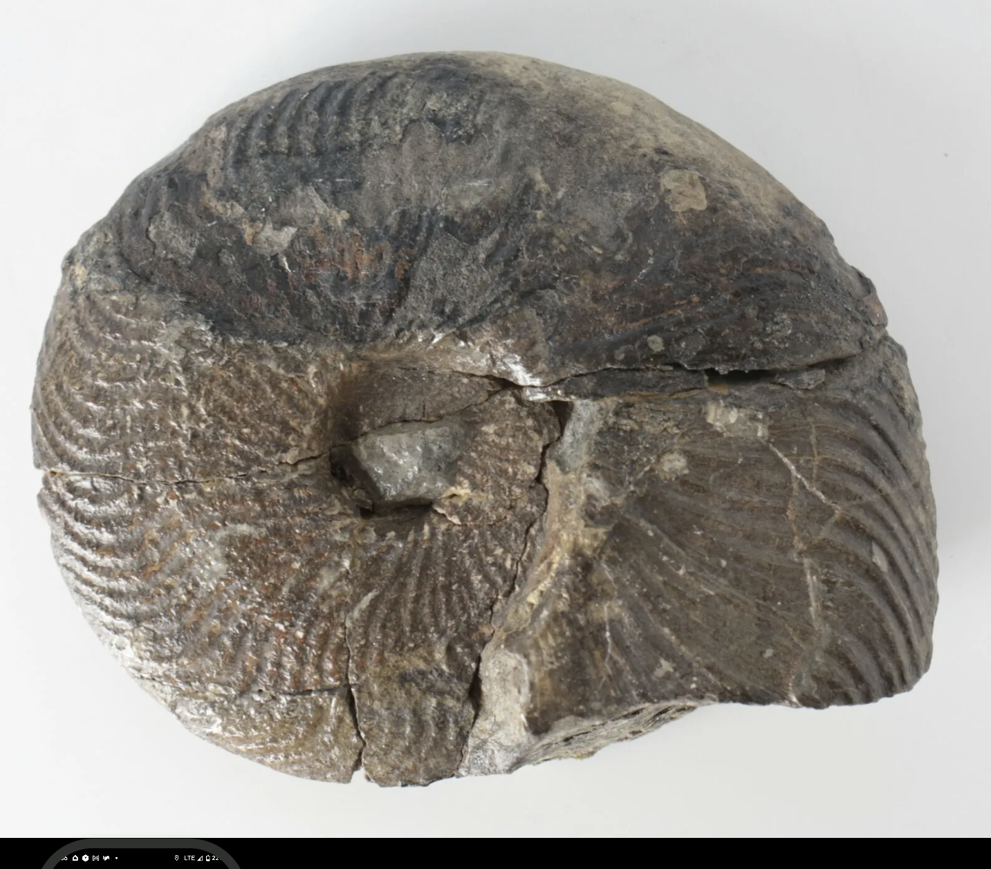 Topanga Ammonite? - Fossil ID - The Fossil Forum