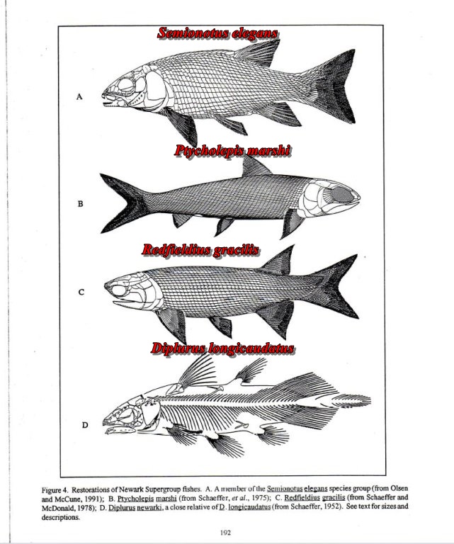 End Triassic Extinction Event in the Hartford Basin, CT - Fossil ...