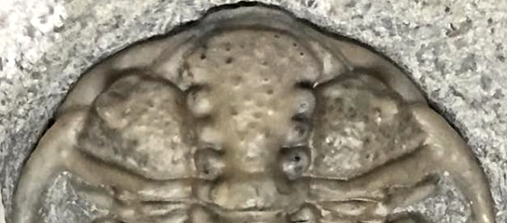 mystery trilobite face - Fossil ID - The Fossil Forum