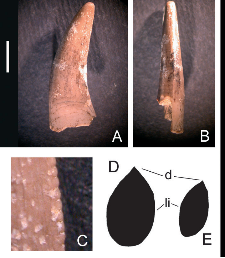 Any idea about this theropod tooth ID? - Fossil ID - The Fossil Forum