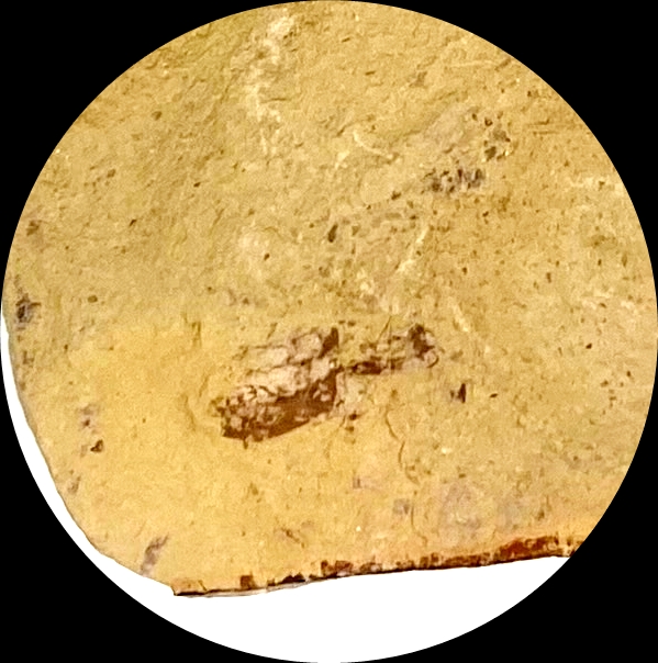 Vetulicola? - Fossil ID - The Fossil Forum