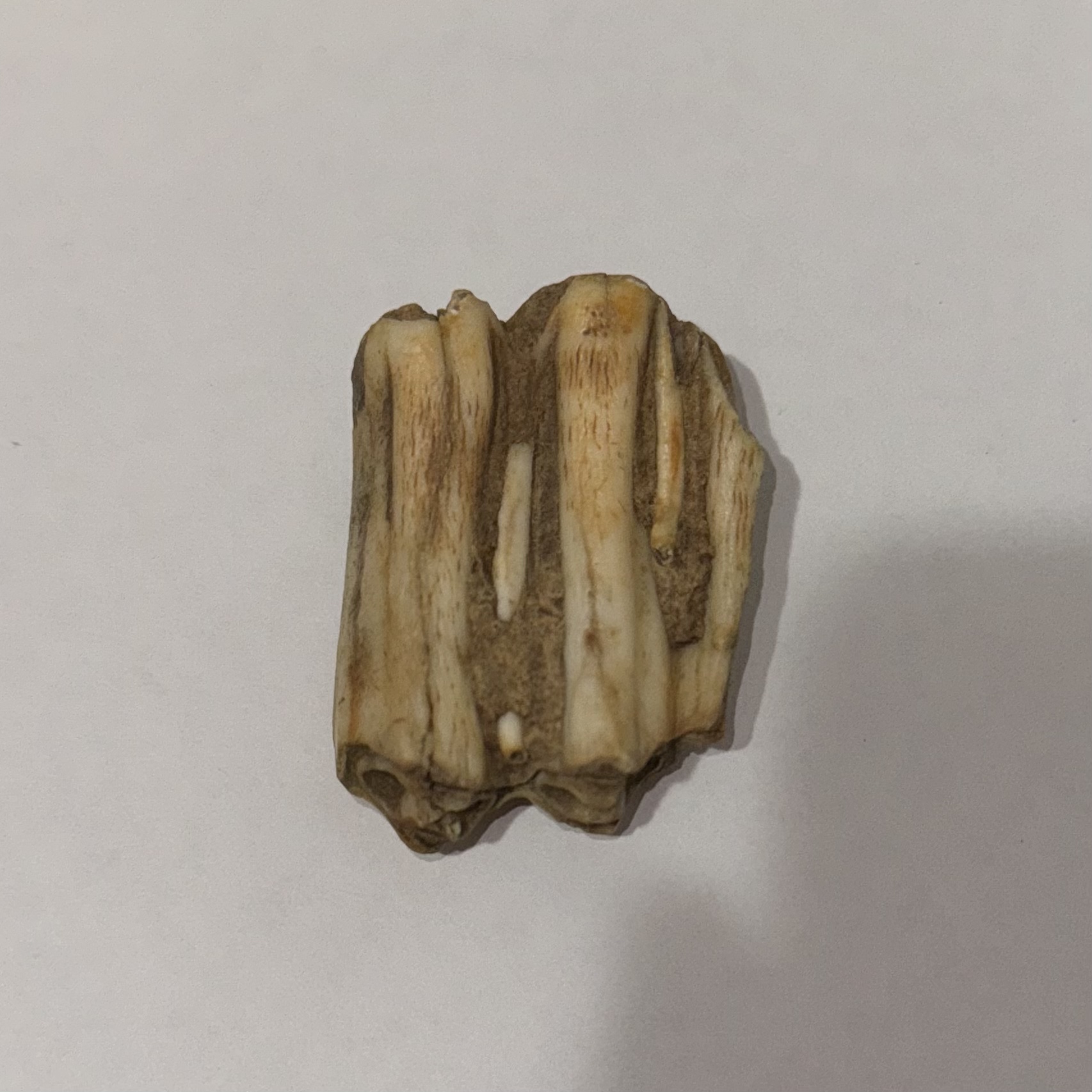 Identification Help Needed: Tooth Found in Austin, TX Creek - Fossil ID ...