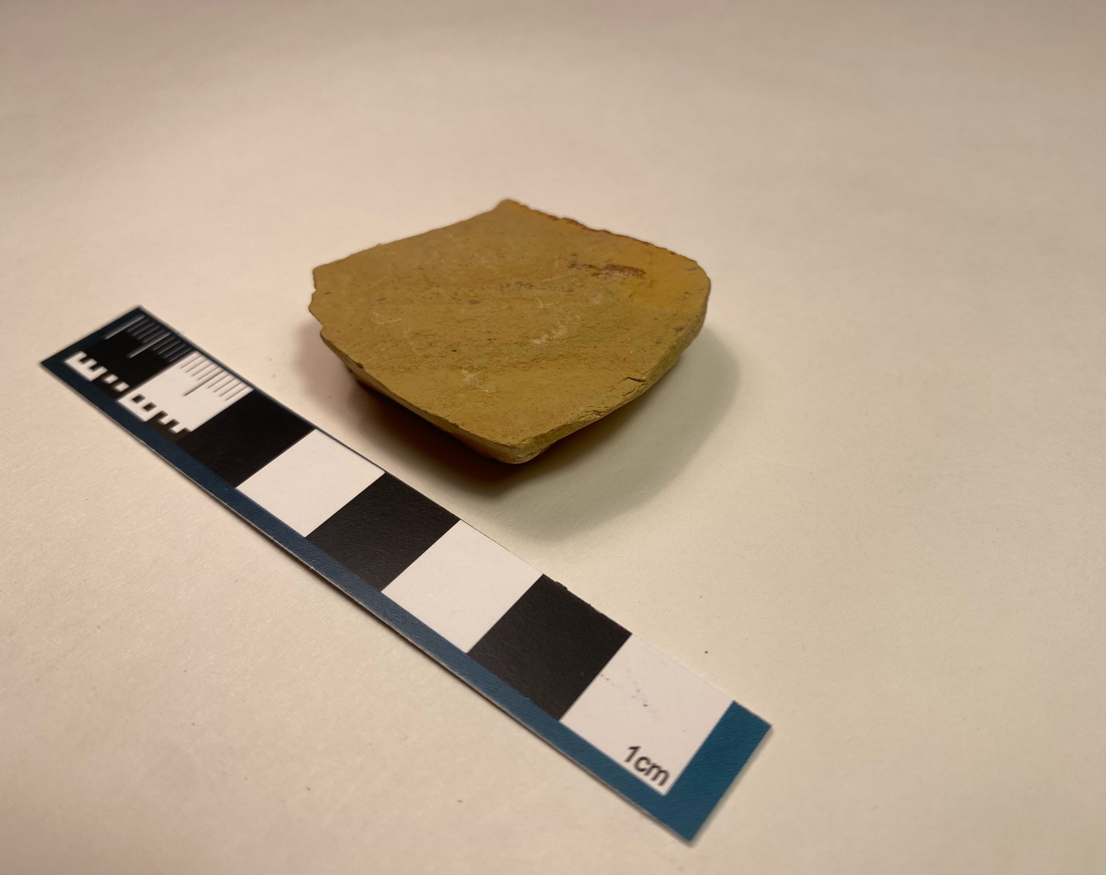 Vetulicola? - Fossil ID - The Fossil Forum