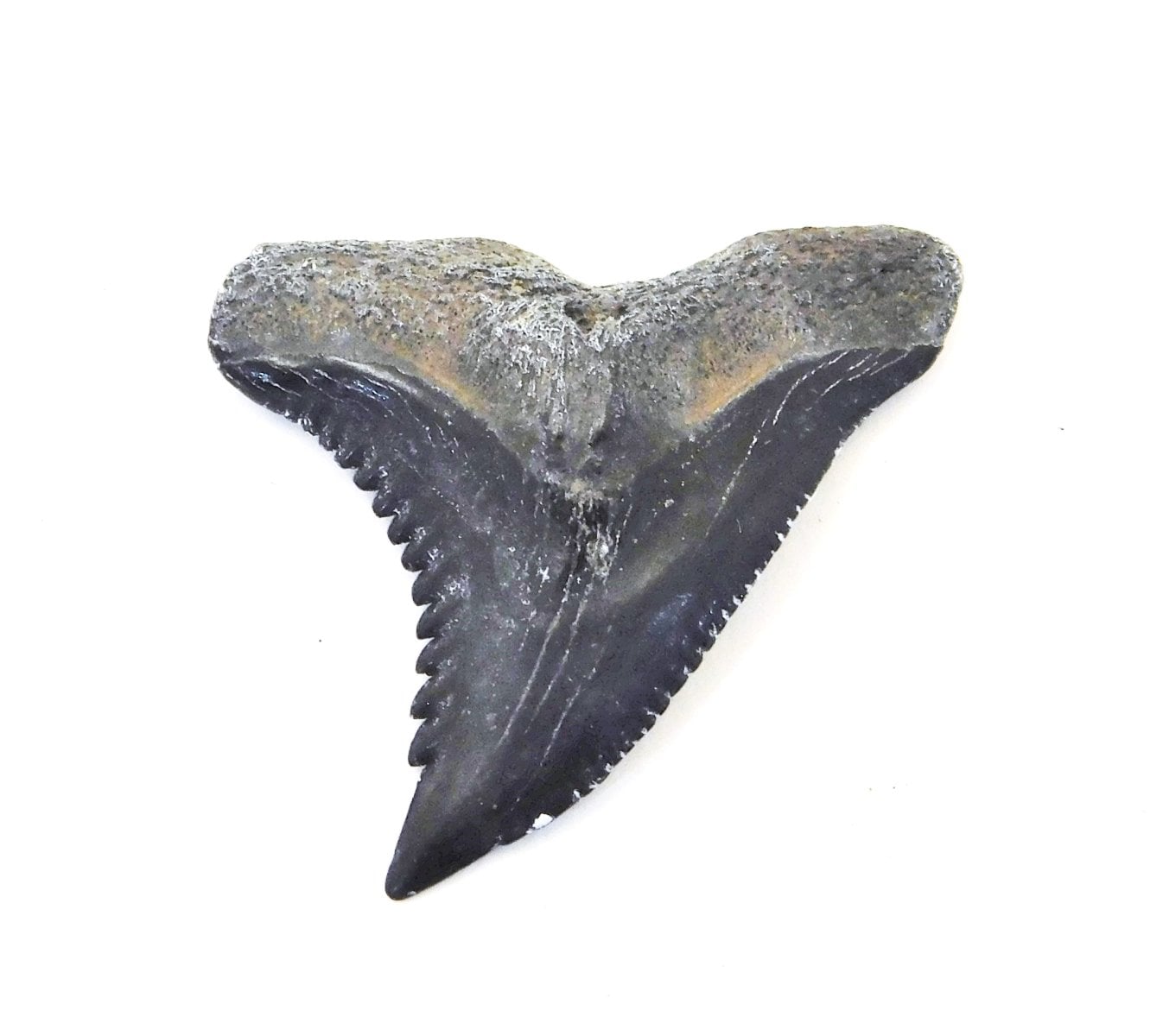 Shark Hemipristis serra Snaggletooth Shark Peace River Florida ...