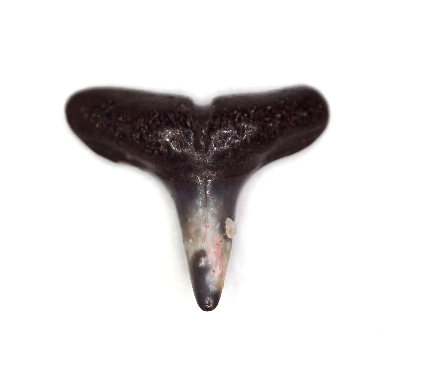 Shark Lemon Negaprion sp. Peace River Florida - Florida - The Fossil Forum