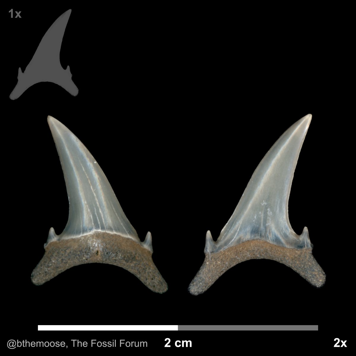 Jaekelotodus robustus - Member Collections - The Fossil Forum