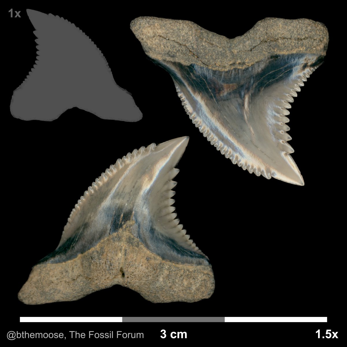 Hemipristis serra - Member Collections - The Fossil Forum