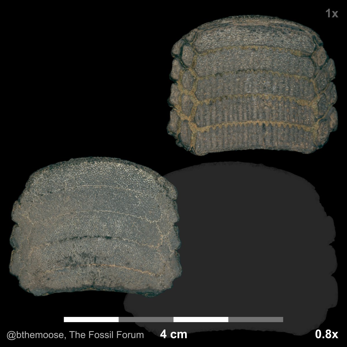 Myliobatis sp. - Member Collections - The Fossil Forum