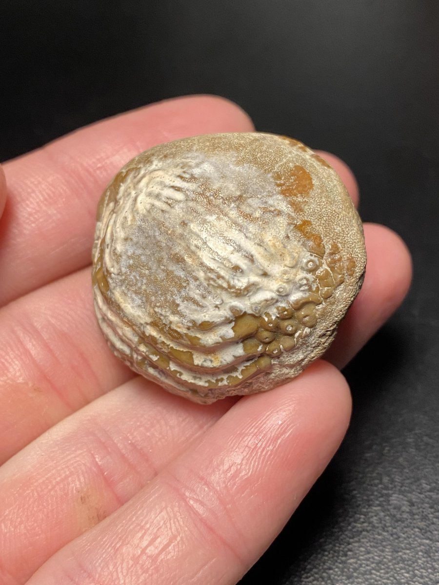 Ptychodus marginalis - Member Collections - The Fossil Forum