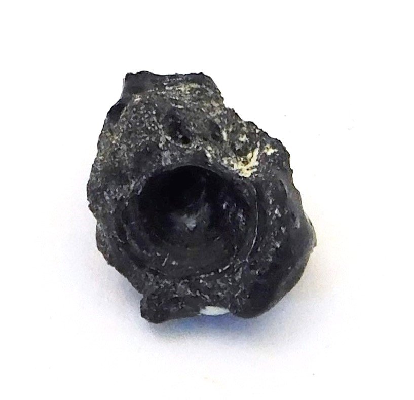 Snake Vertebra Venice Florida - Florida - The Fossil Forum