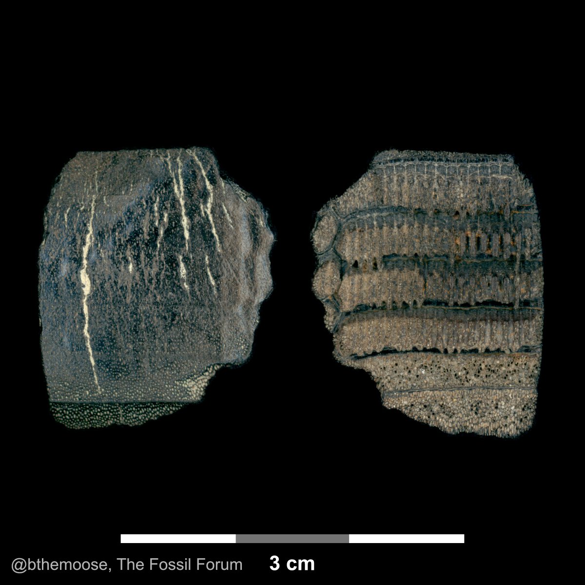 Myliobatis sp. - Member Collections - The Fossil Forum