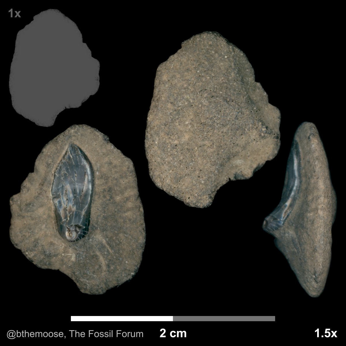 Batoidea indet. - Member Collections - The Fossil Forum